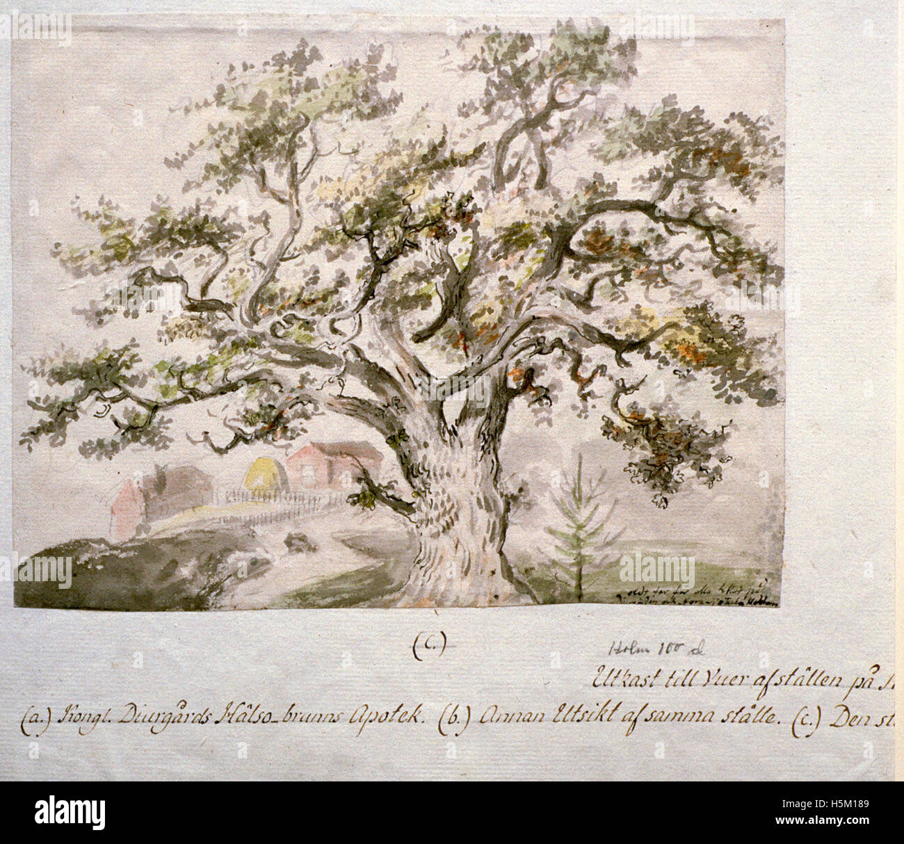 Old oak tree, Djurgården, Stockholm, Sweden Stock Photo - Alamy