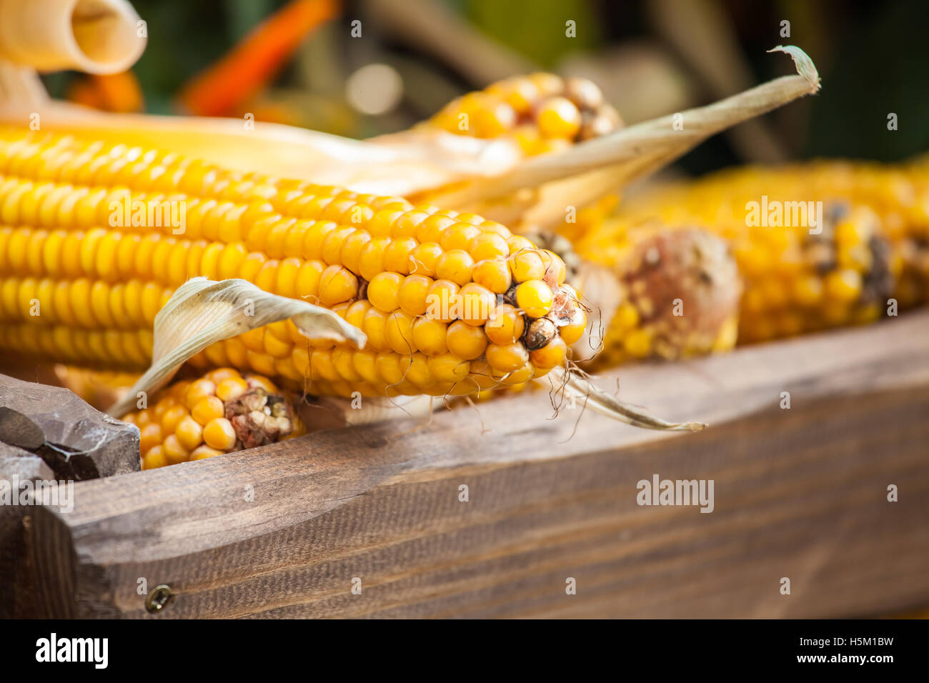 Fresh yellow corn vegetable Stock Photo - Alamy