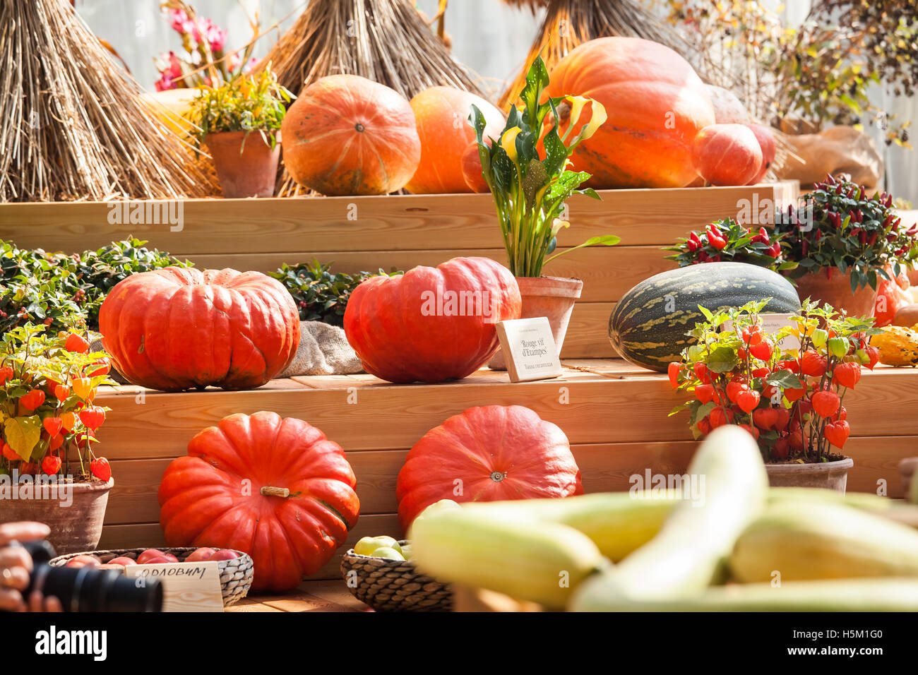 Autumn harvest pumpkin Stock Photo - Alamy