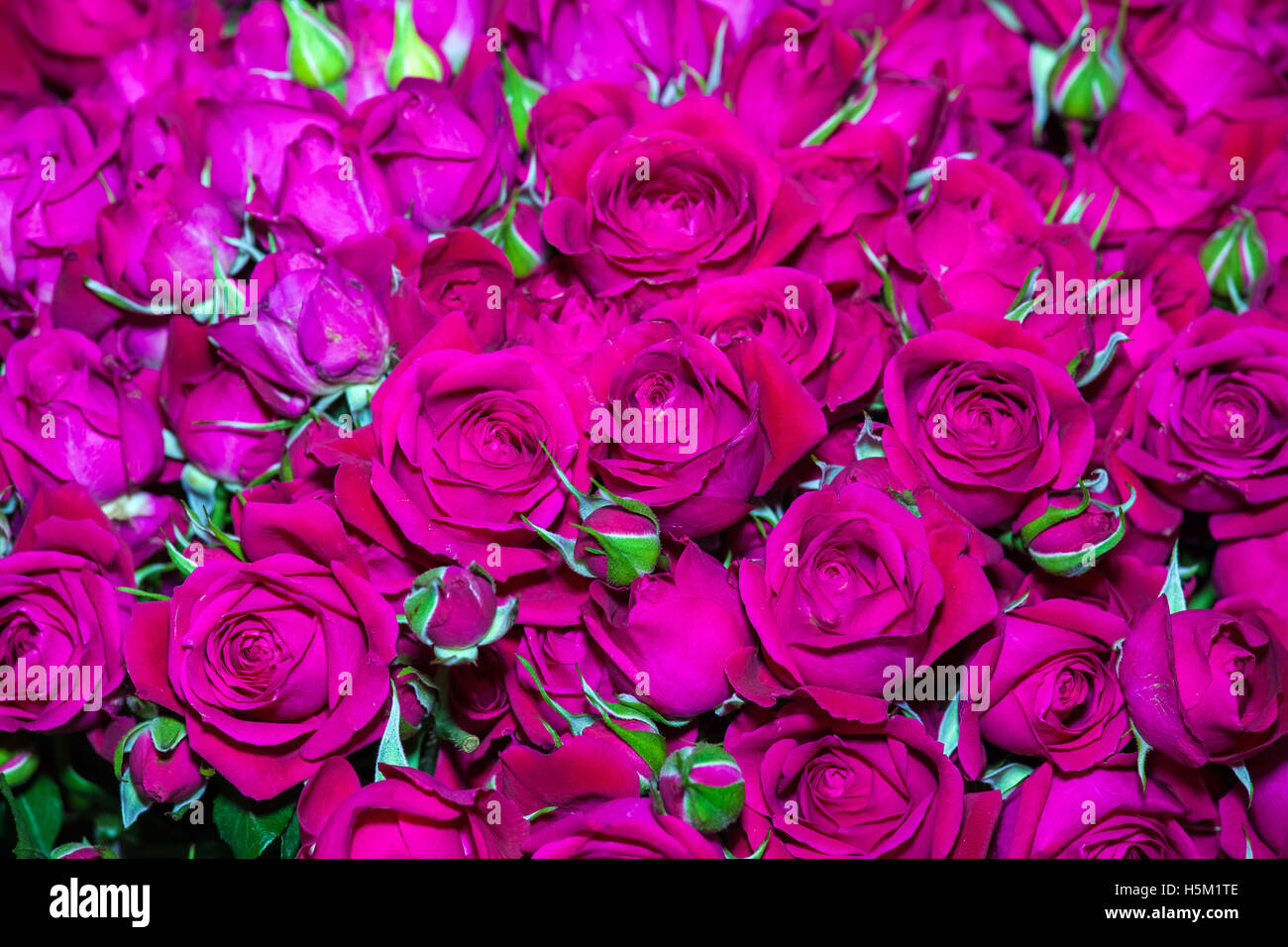 Colorful roses background Stock Photo - Alamy