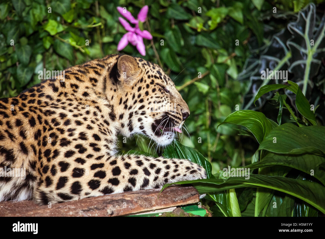 Leopard sleepig in jungle Stock Photo - Alamy