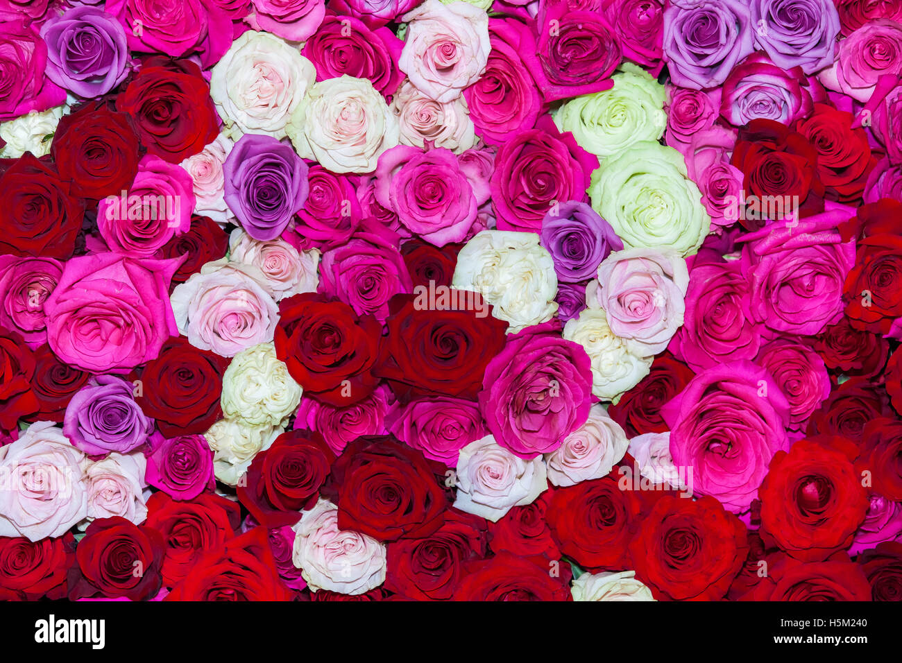 Colorful roses background Stock Photo - Alamy