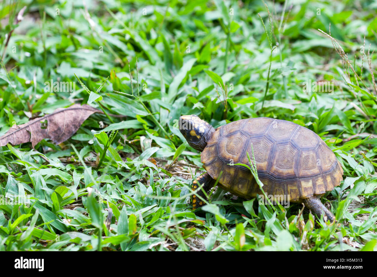 Yellow footed tortoise hi-res stock photography and images - Alamy