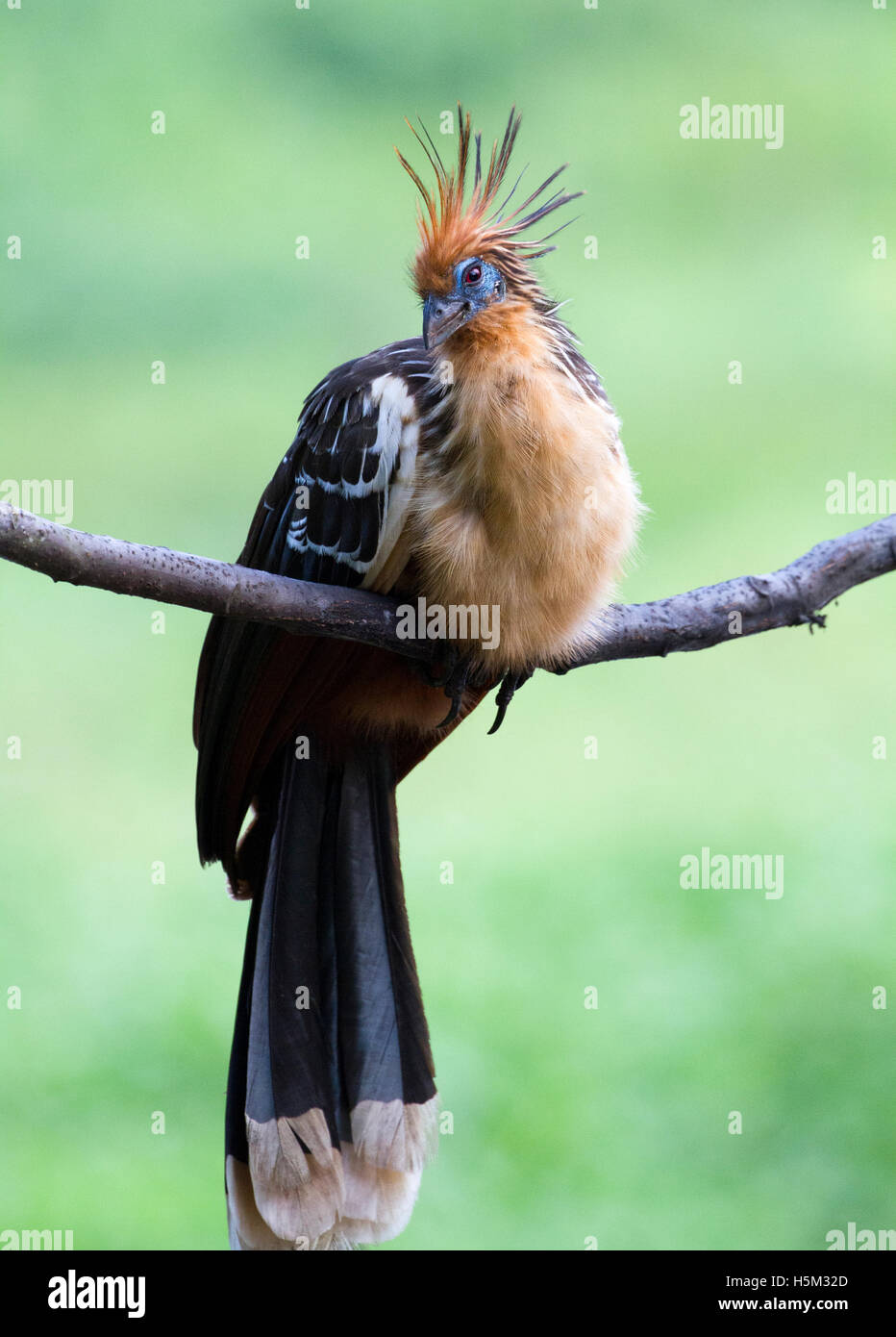 Hoatzin peru hi-res stock photography and images - Alamy