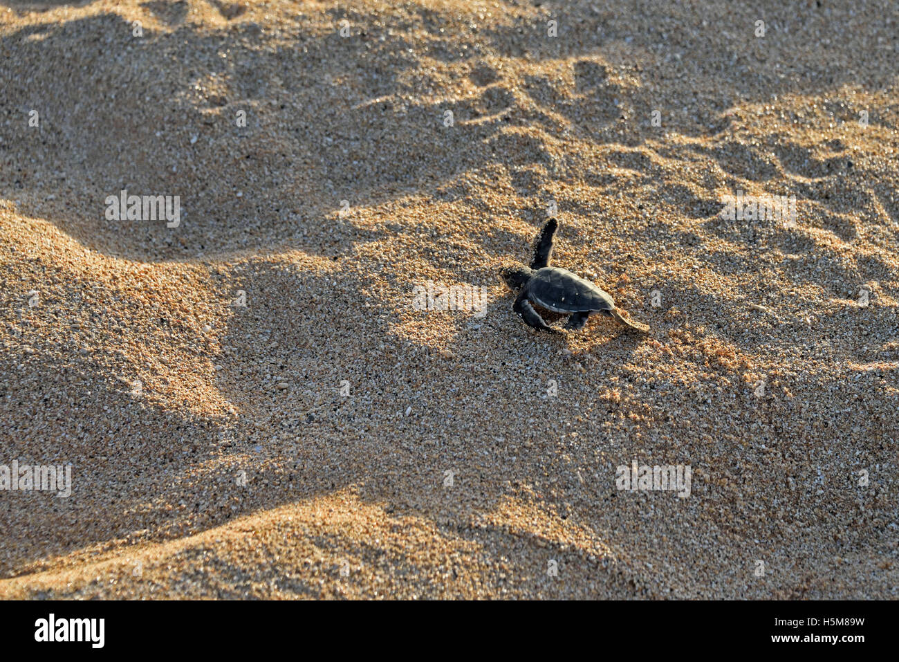 A newly emerged Green Sea Turtle hatchling (Chelonia mydas) making its ...