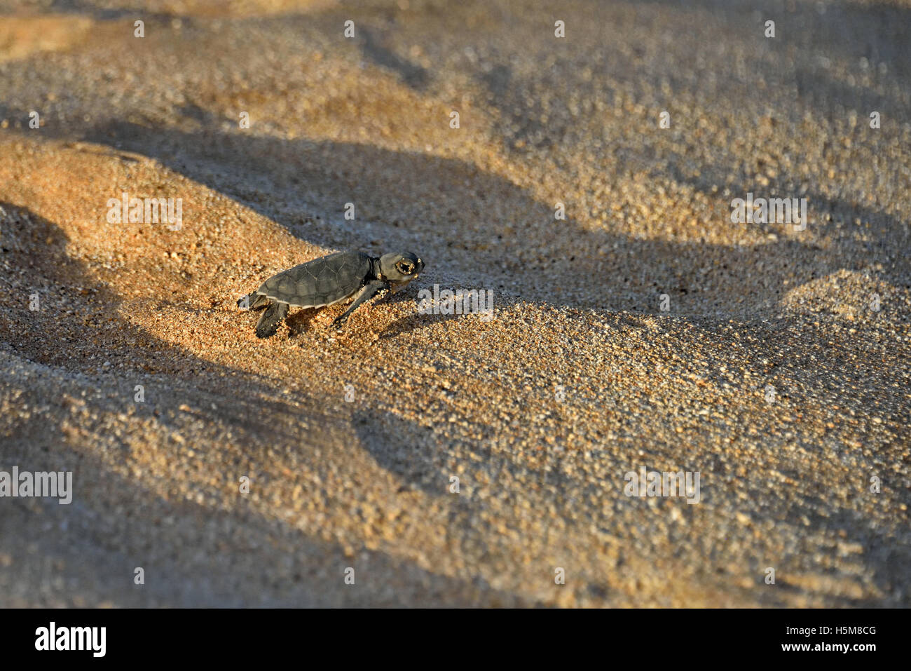 A newly emerged Green Sea Turtle hatchling (Chelonia mydas) making its ...