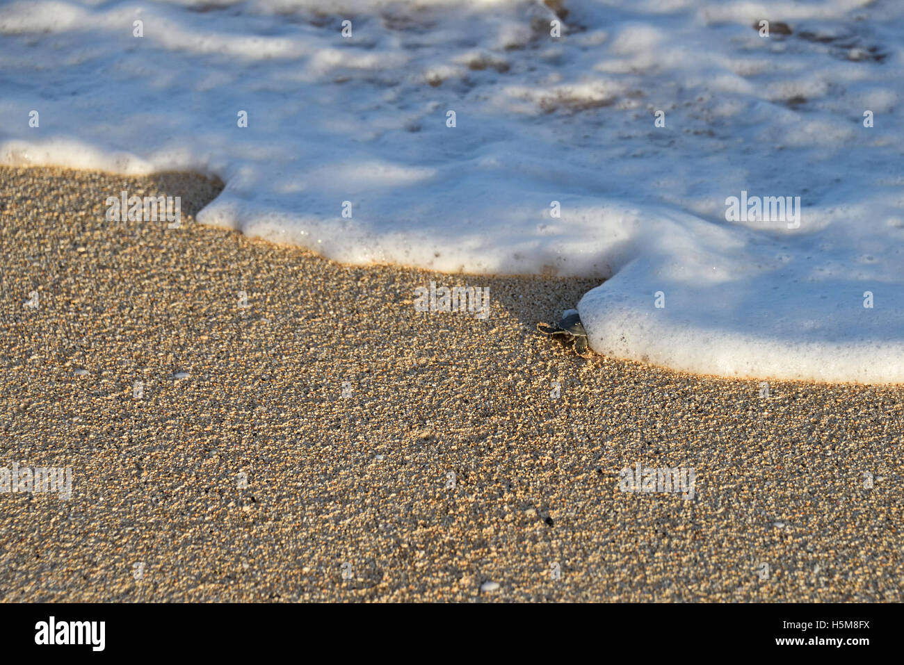 A newly emerged Green Sea Turtle hatchling (Chelonia mydas) entering ...