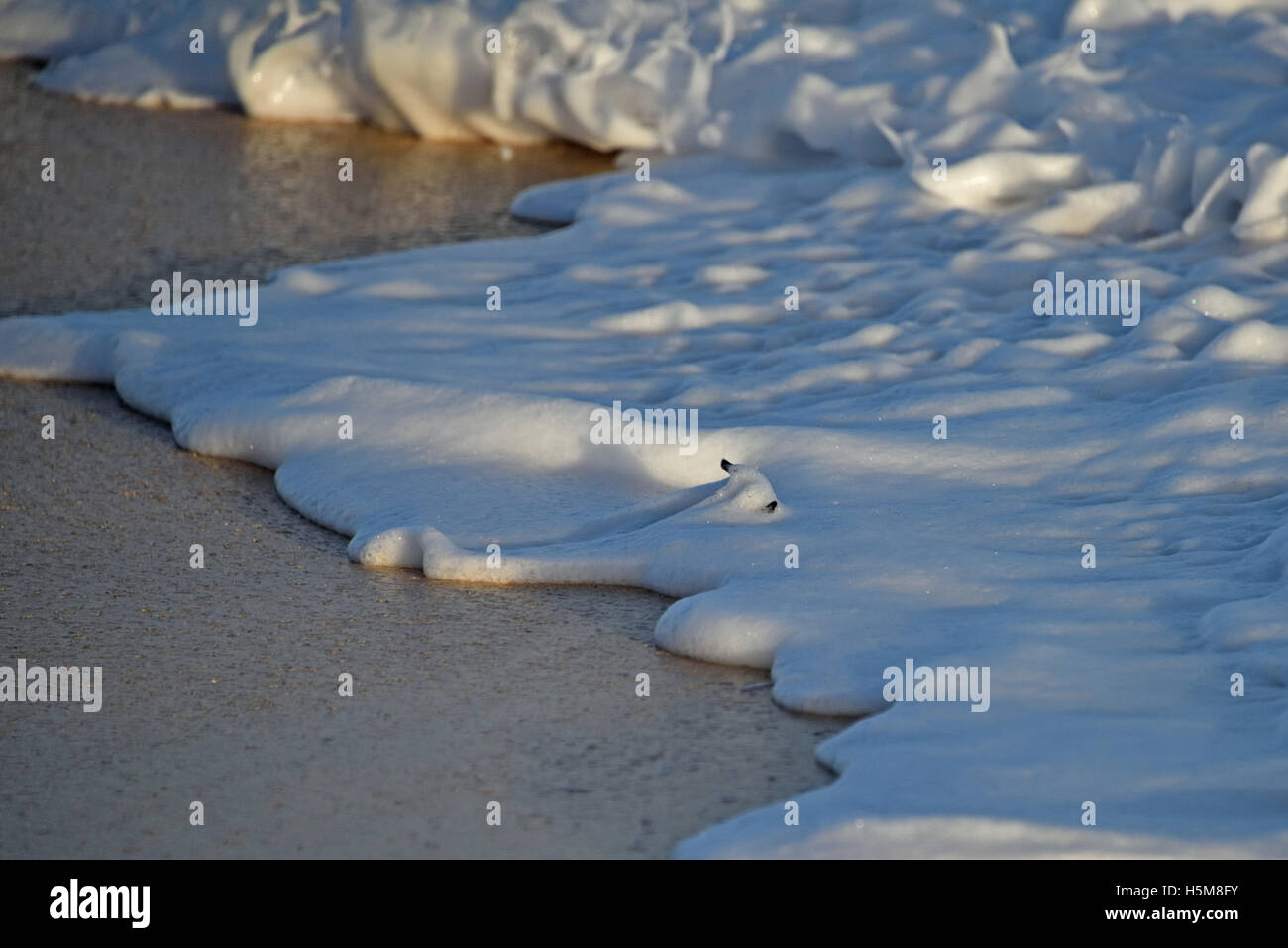 A newly emerged Green Sea Turtle hatchling (Chelonia mydas) tumbling in ...