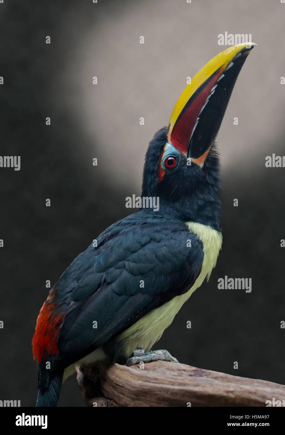 Green Aracaris High Resolution Stock Photography and Images - Alamy