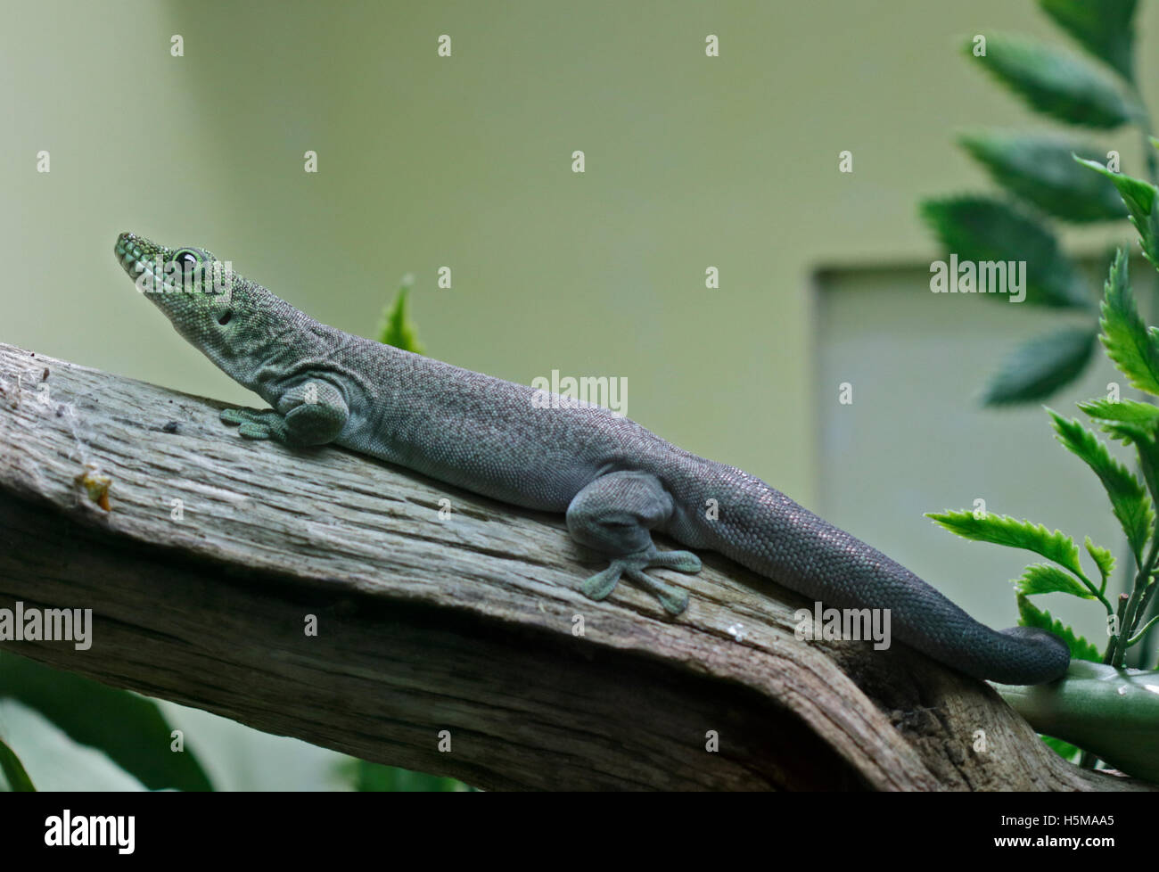 Standings day gecko hi-res stock photography and images - Alamy
