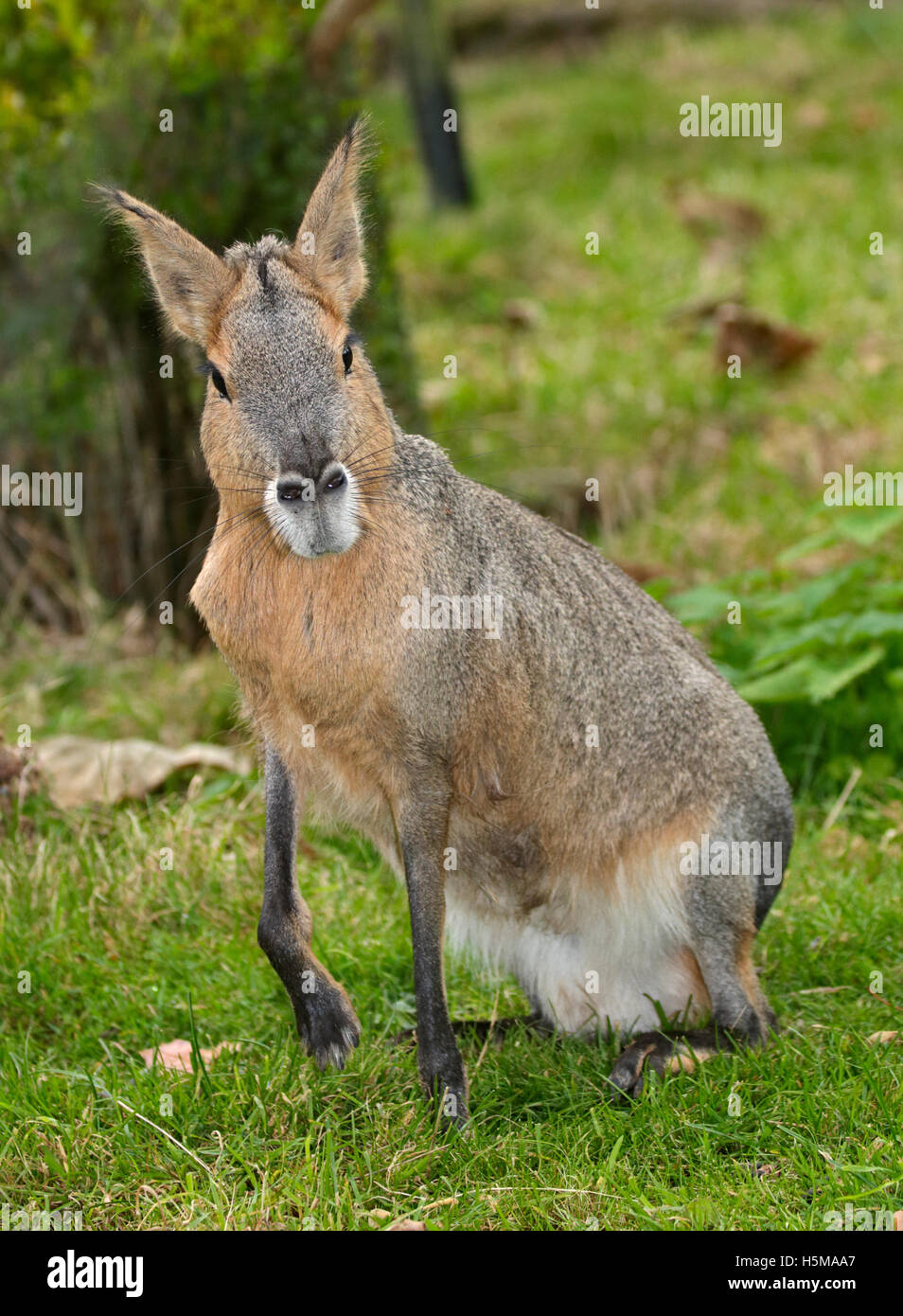 Mara (dolichotis patagonum Stock Photo - Alamy