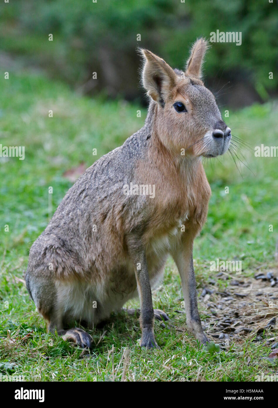 Rabbit patagonia hi-res stock photography and images - Alamy