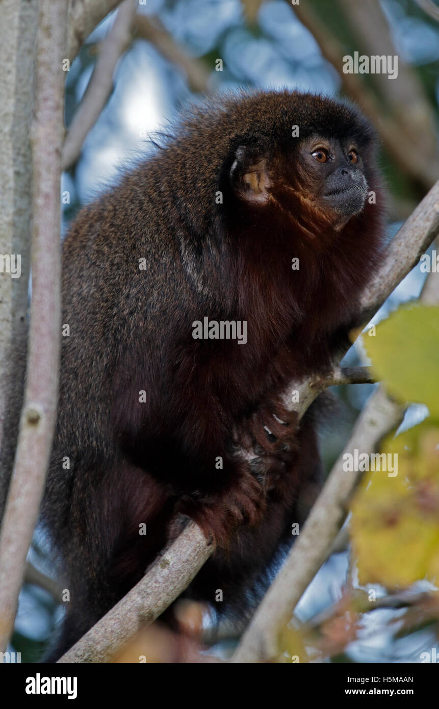 Titi monkey hi-res stock photography and images - Alamy
