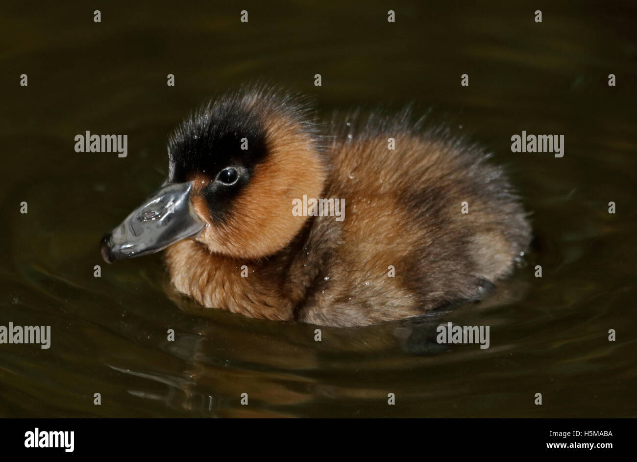 African White Backed Duck (thalassornis leuconotus lecuconotus ...