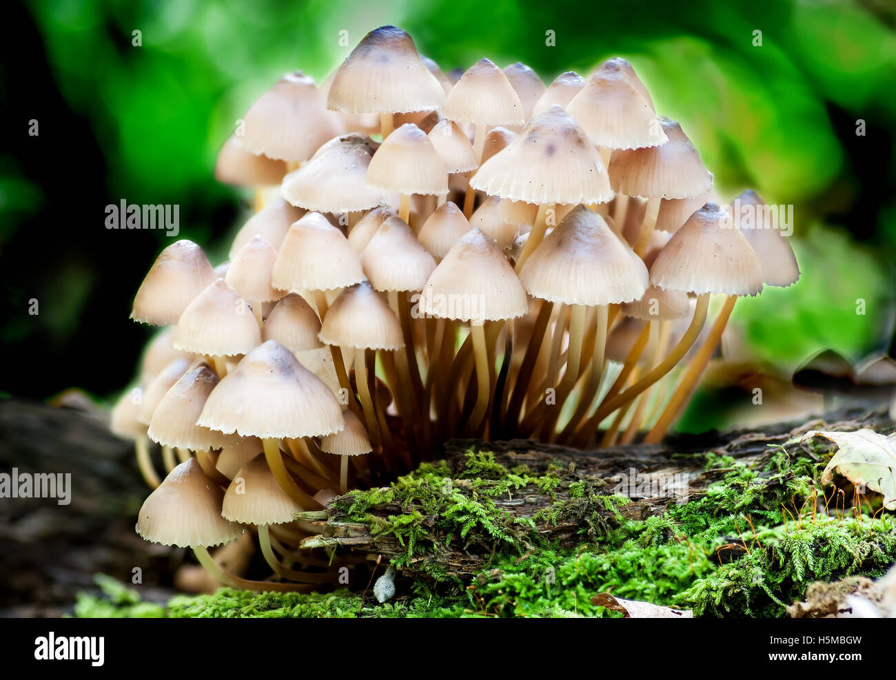 Group toadstools mushrooms on a tree stump with moss and leaves Stock ...