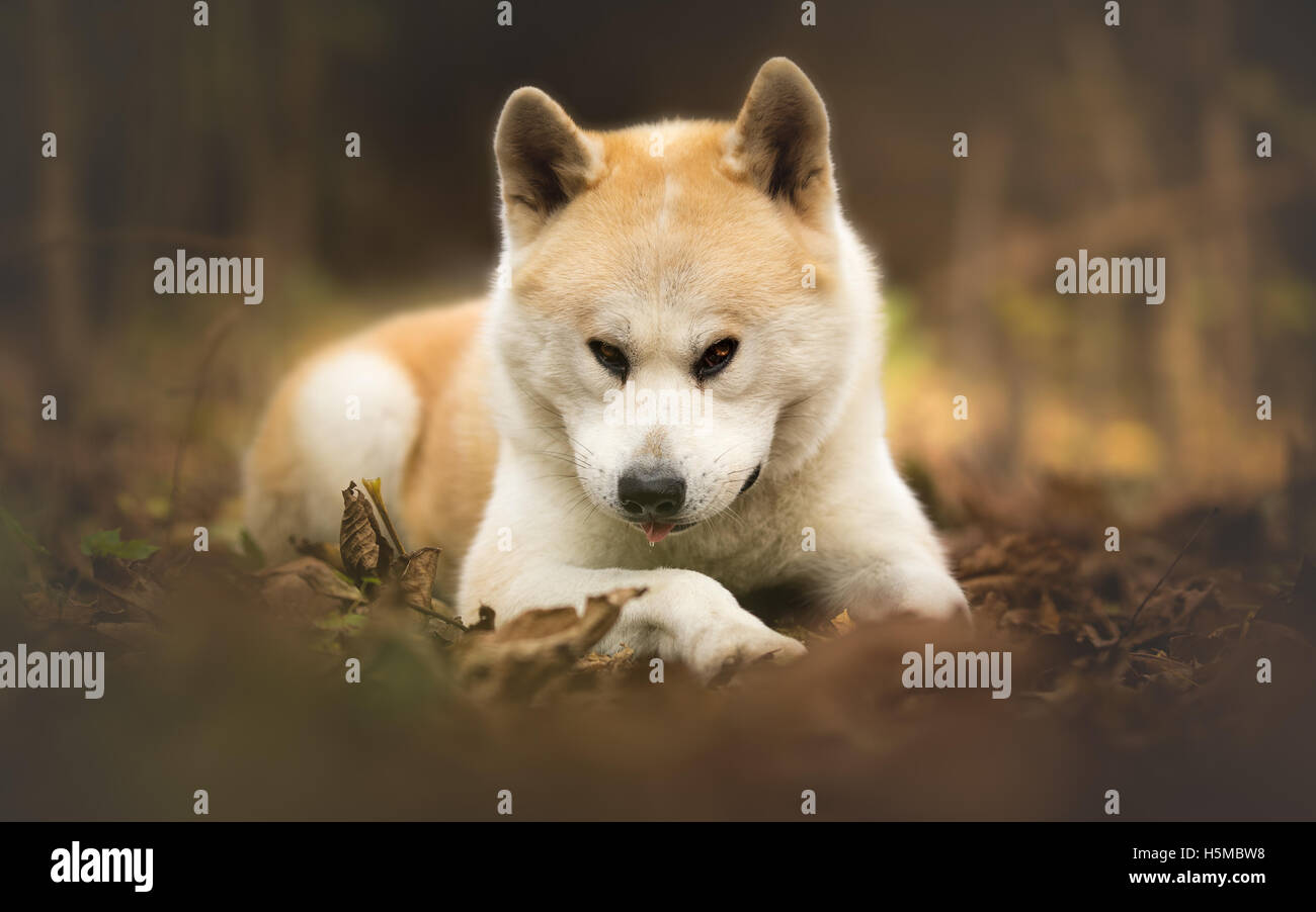 Japnese dog Akita Inu at the forest portrait Stock Photo - Alamy