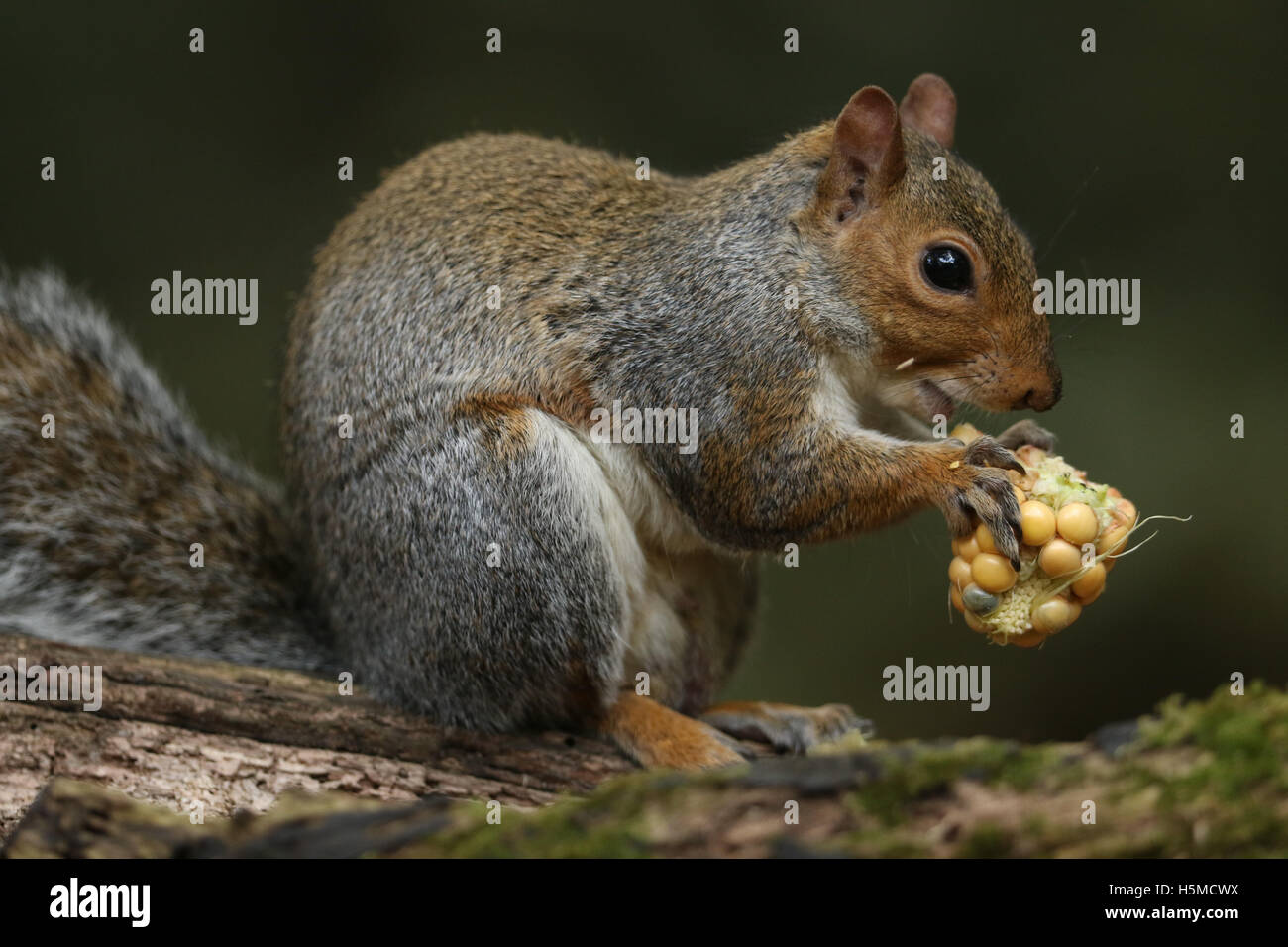 Grey squirrel corn uk hi-res stock photography and images - Alamy