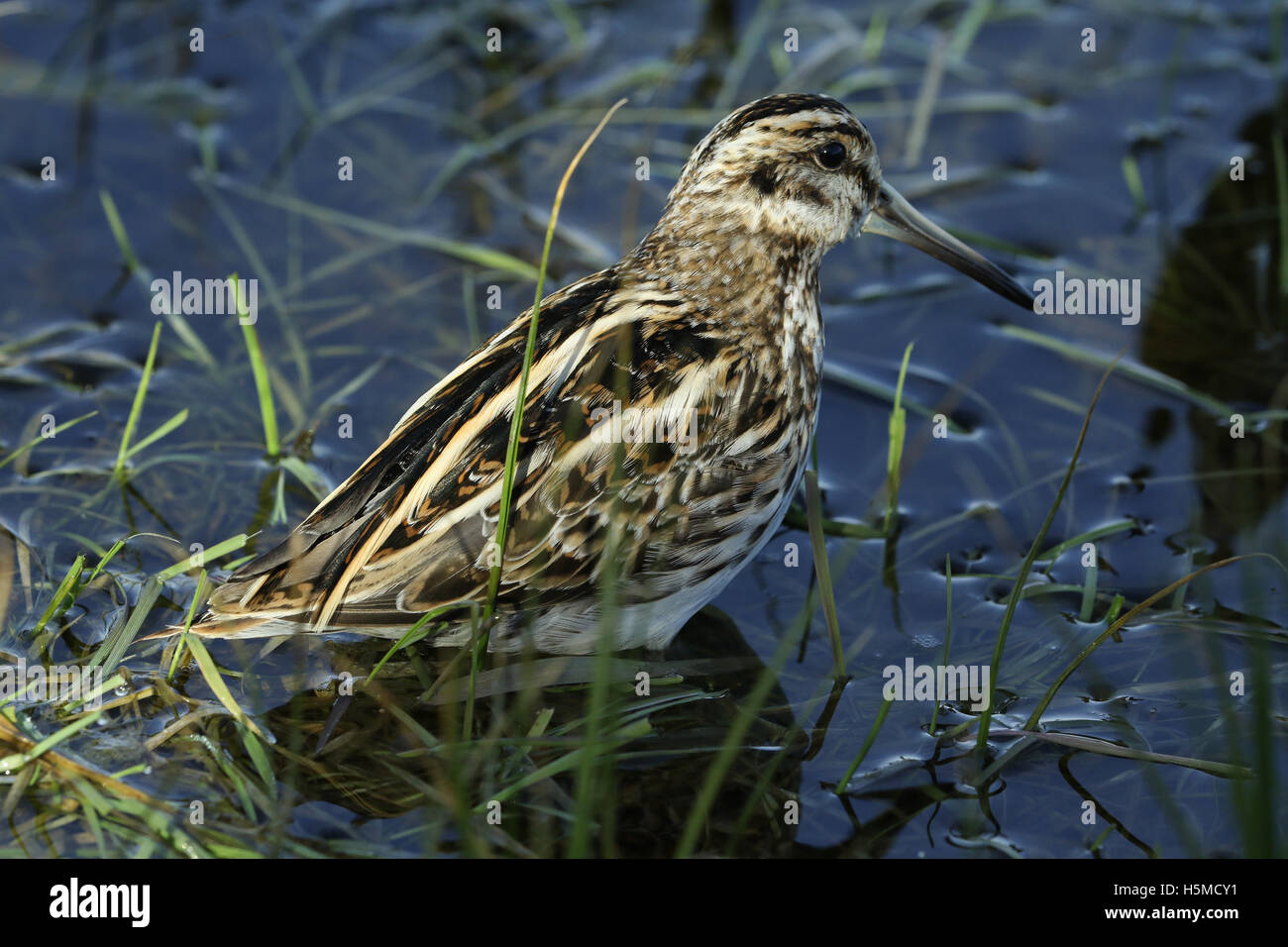 A rare Jack Snipe (Lymnocryptes minimus) hiding in the marshland Stock ...
