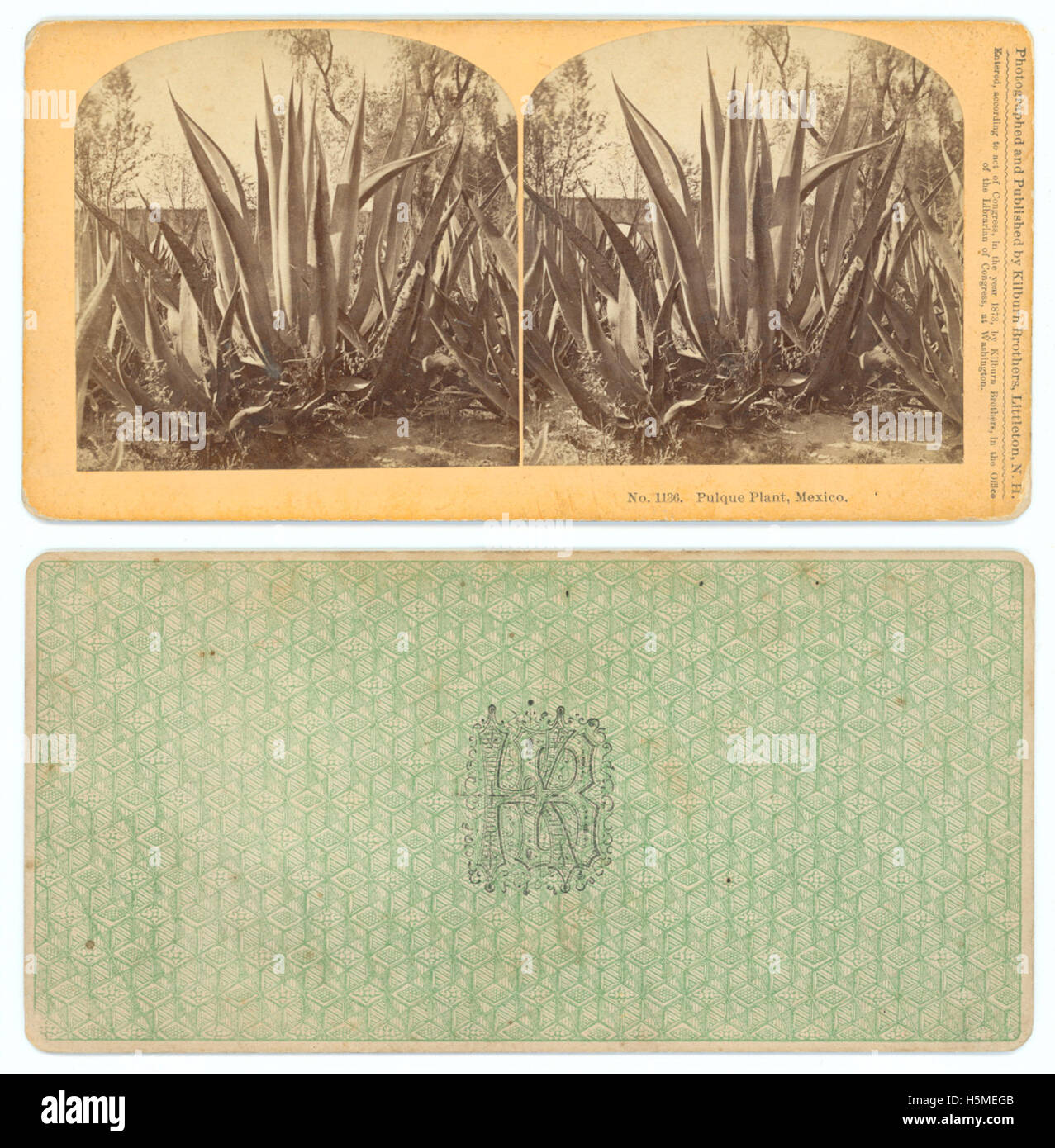 This image from Edward Kilburn shows a pulque plant in Mexico, where ...