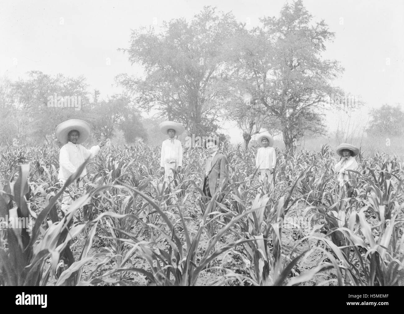This image shows men standing in a cornfield, possibly during the ...