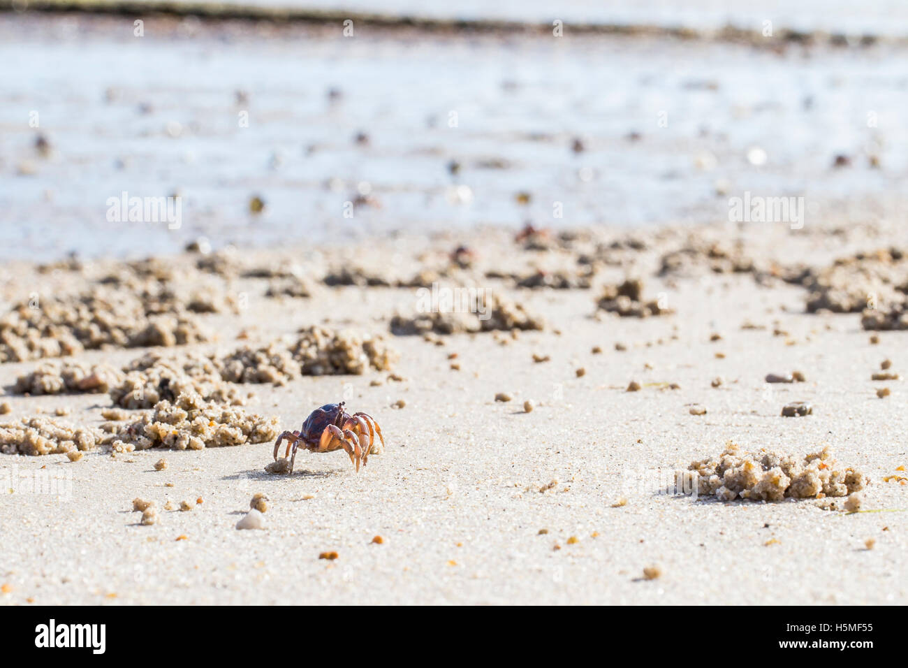 Soldier crab hi-res stock photography and images - Alamy