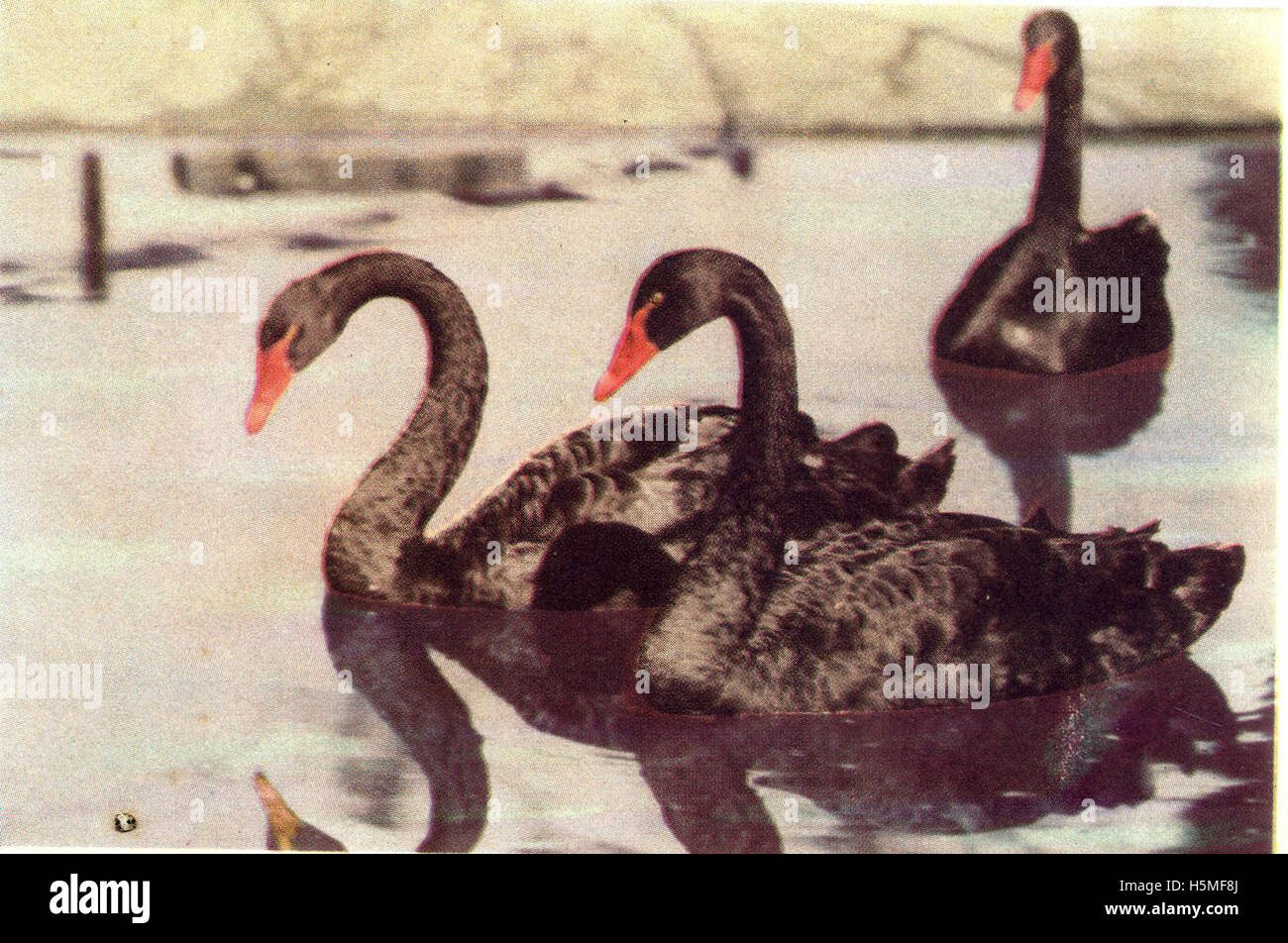 Taronga Park Zoo Stock Photo - Alamy