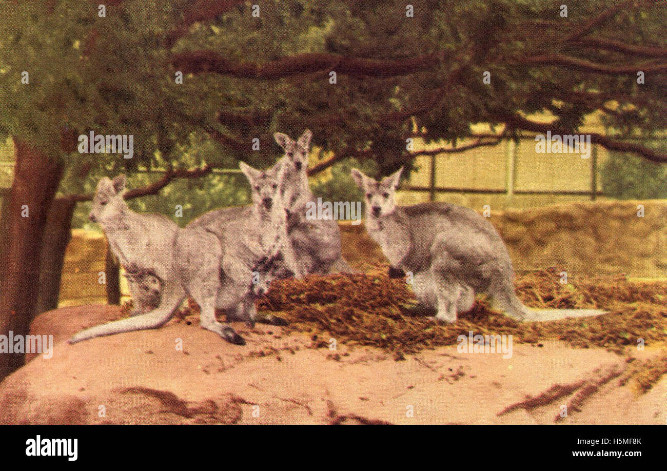 Taronga Park Zoo, located in Sydney, Australia, is home to a wide ...