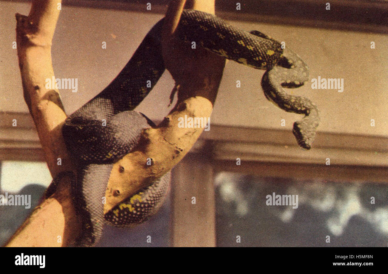 A photograph of Taronga Park Zoo, located in Sydney, Australia. The ...