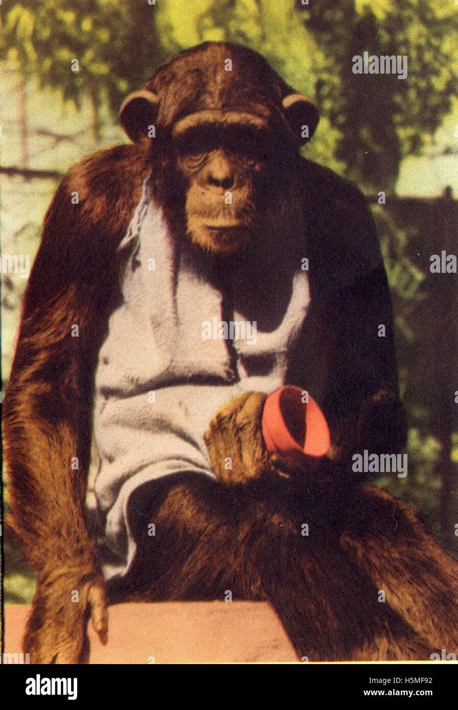 Taronga Park Zoo, located in Sydney, Australia, is a renowned wildlife ...