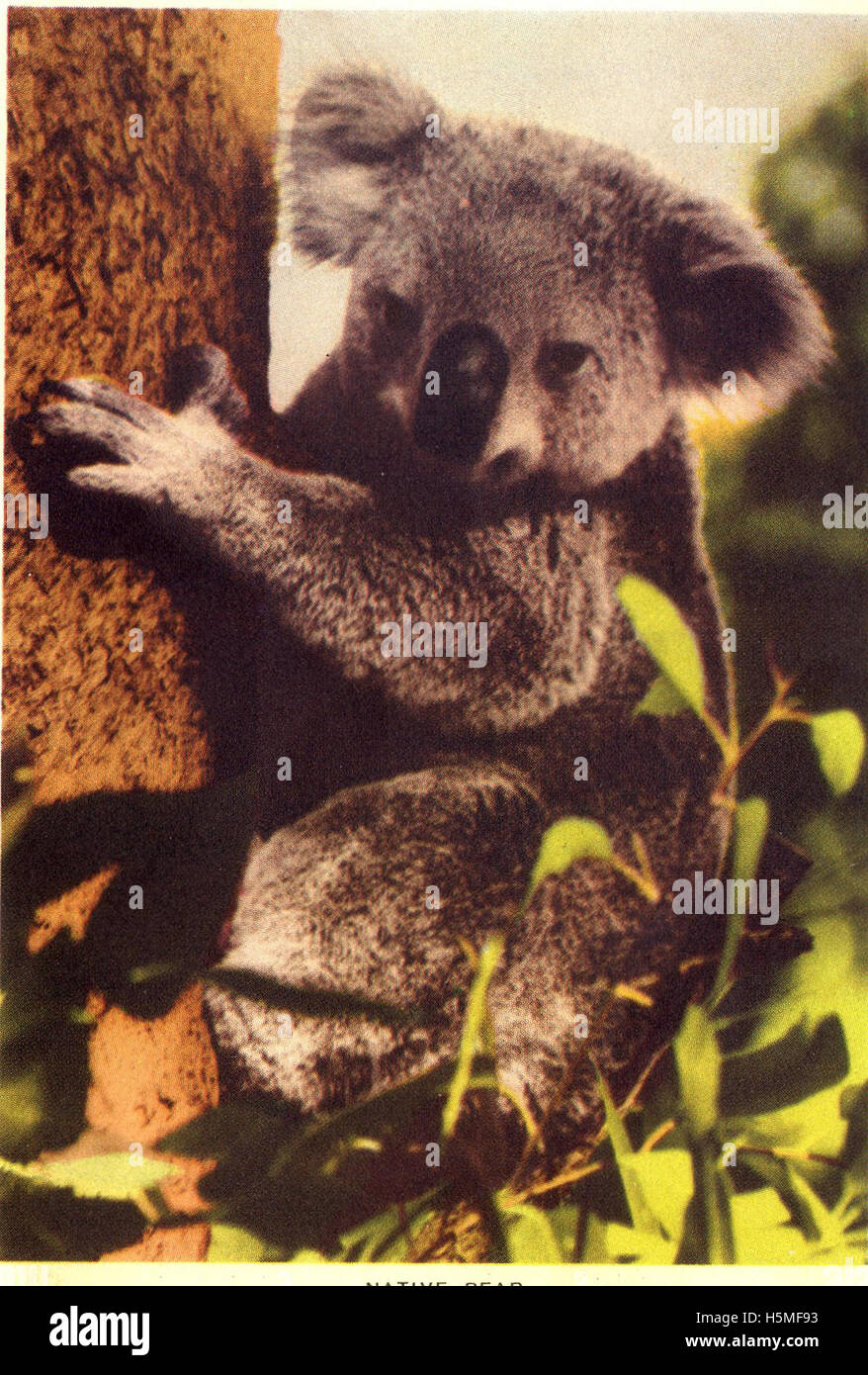 Taronga Park Zoo, located in Sydney, Australia, is home to a wide ...