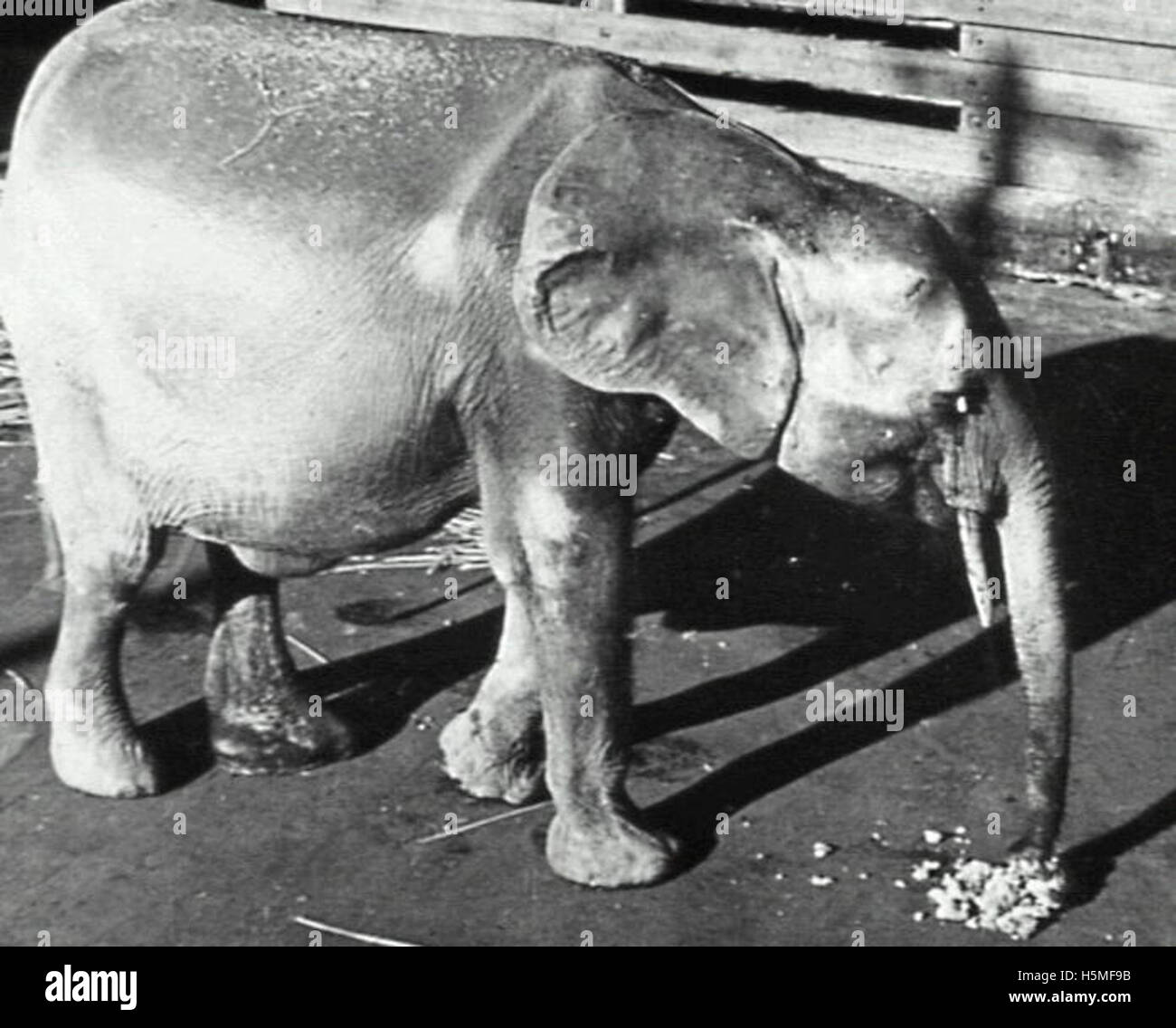 Taronga Park Zoo, located in Sydney, Australia, is home to a diverse ...