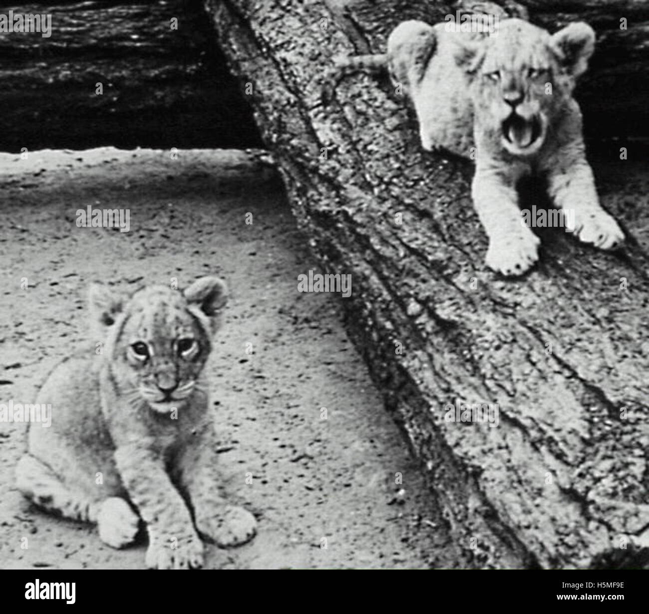 Taronga Park Zoo, located in Sydney, Australia, is home to a wide ...