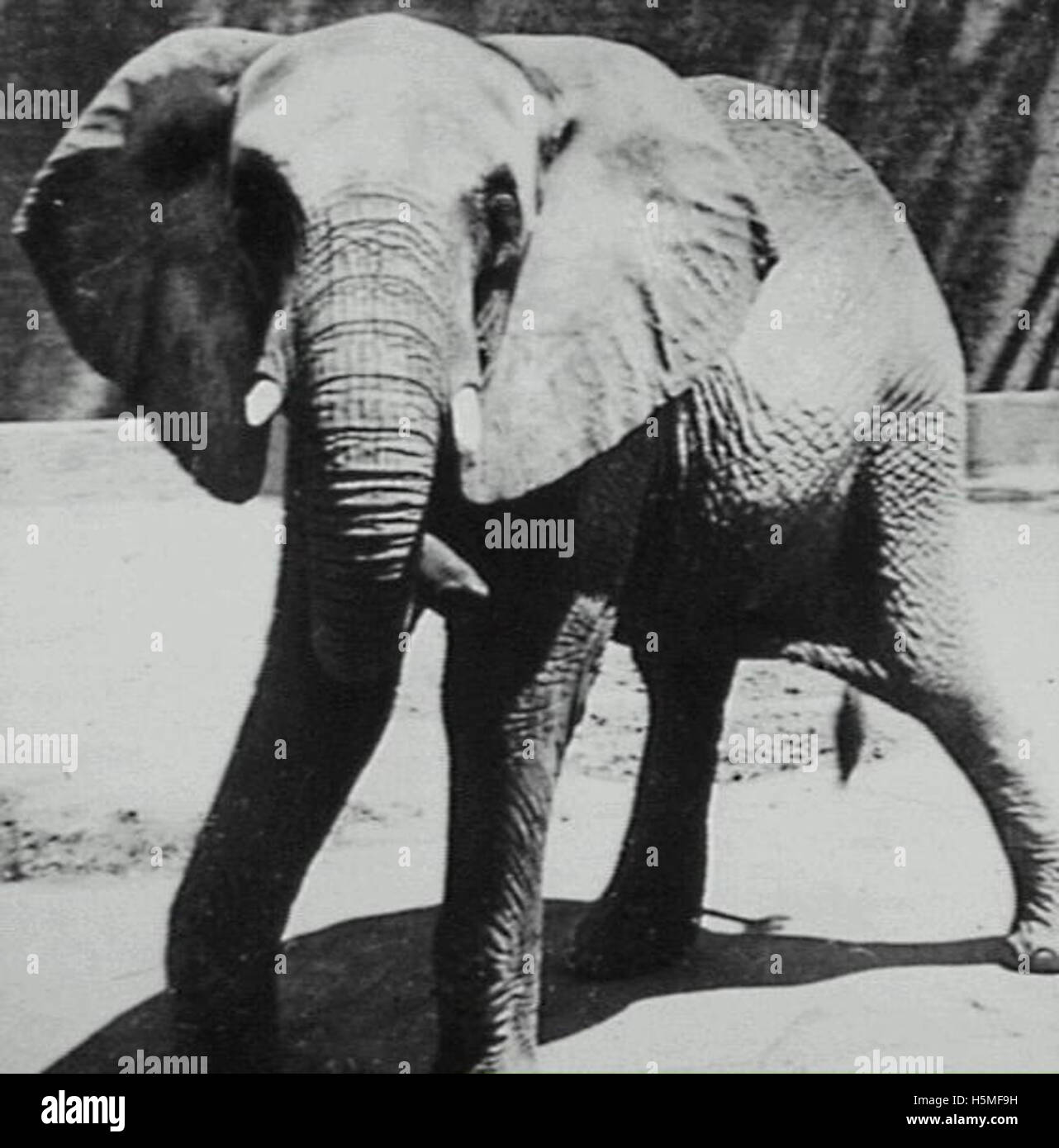 Taronga Park Zoo in Sydney, Australia, is a major wildlife park that ...