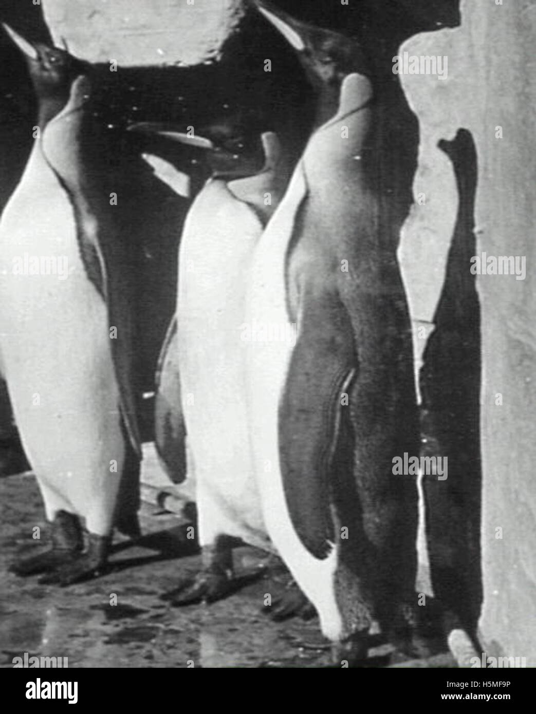 Taronga Park Zoo, located in Sydney, Australia, is a renowned ...