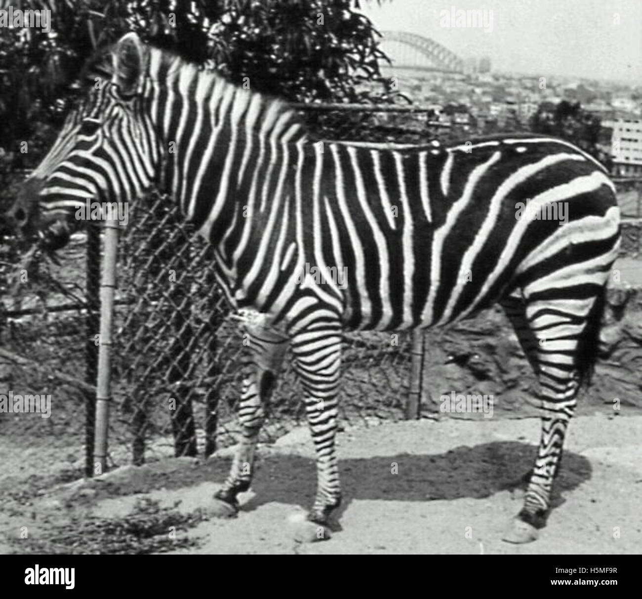 Taronga Park Zoo, located in Sydney, Australia, is a renowned zoo known ...