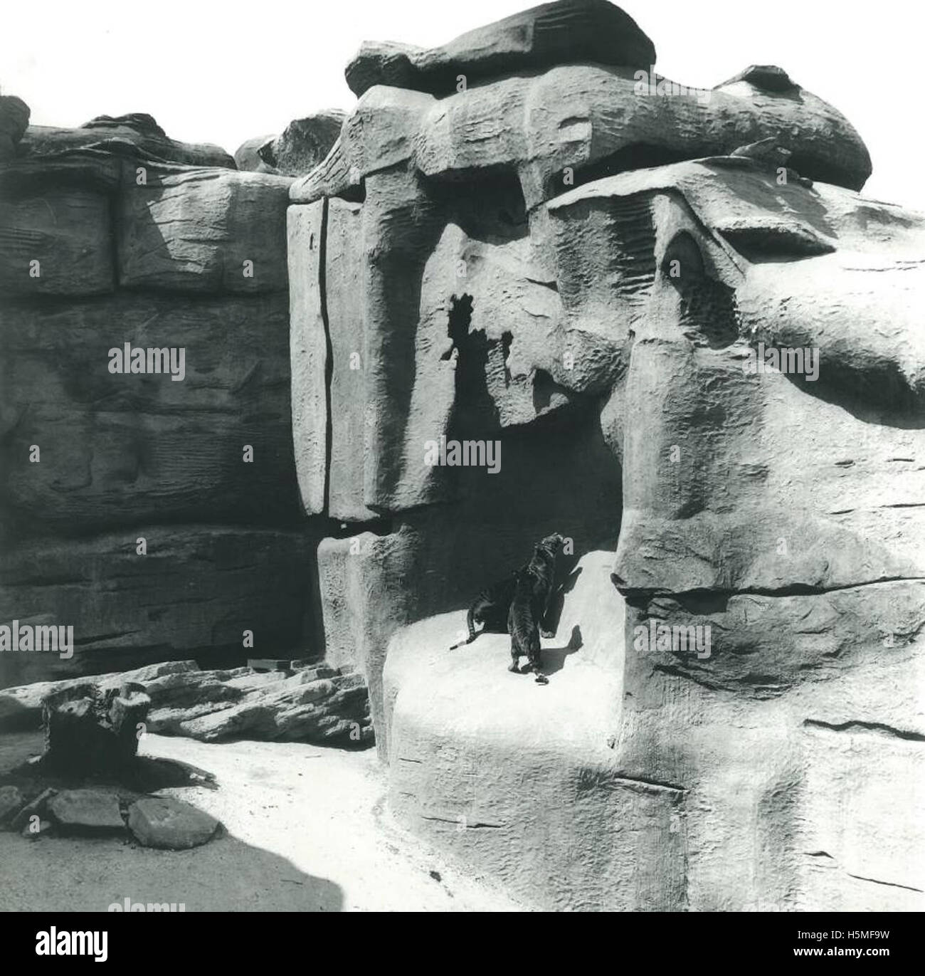 A historical photograph from 1924 depicting Taronga Park Zoo in Sydney ...