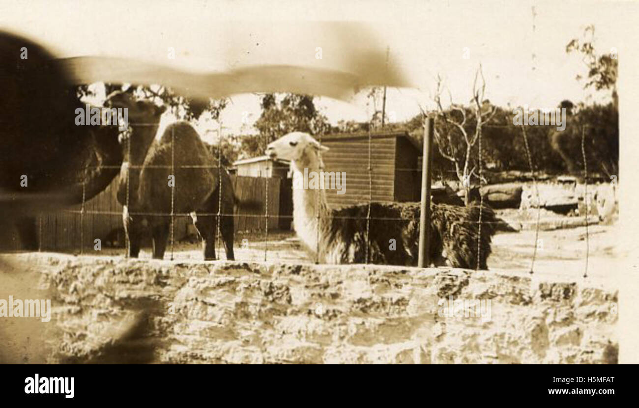 Taronga Park Zoo in Sydney, Australia, was established in 1916 and ...