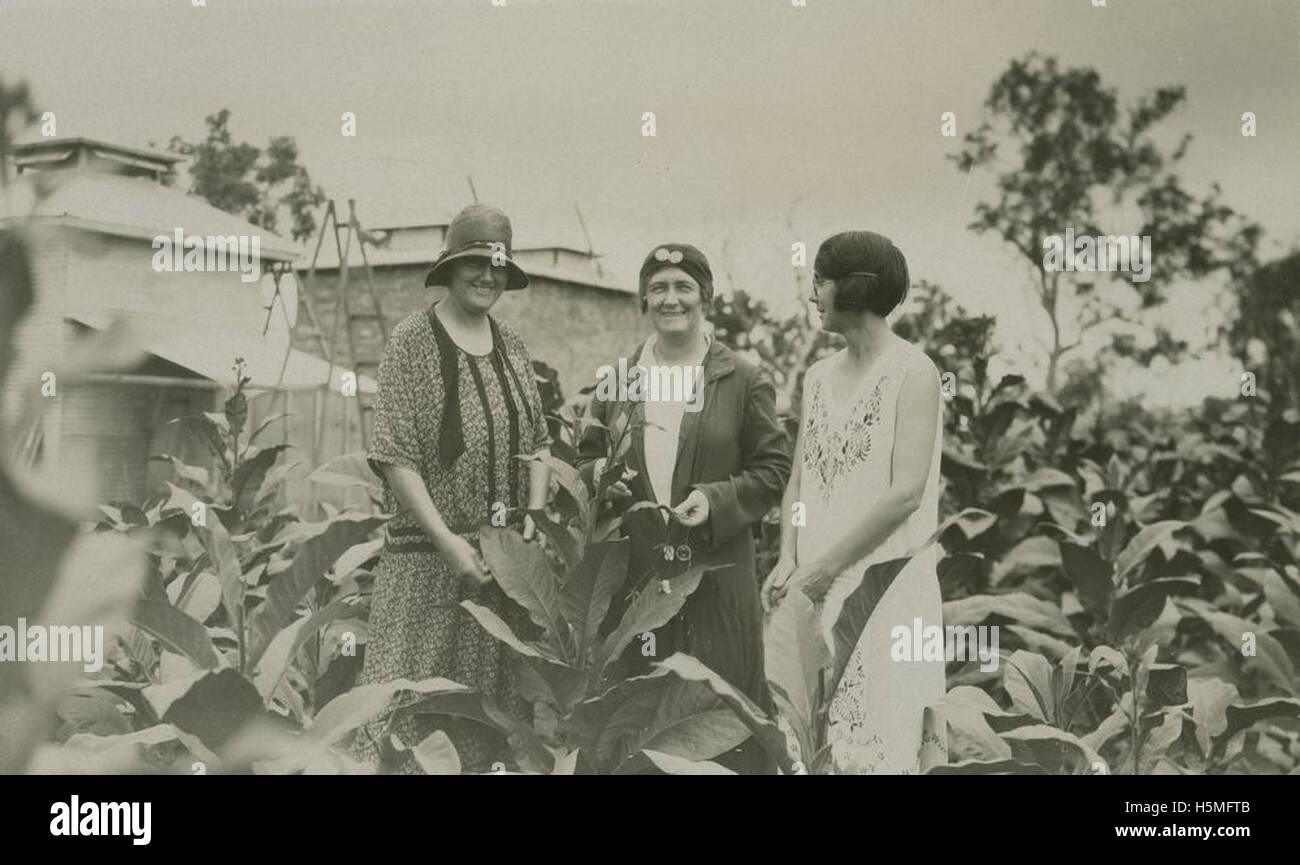 The image shows three women examining a tobacco crop in Mareeba ...
