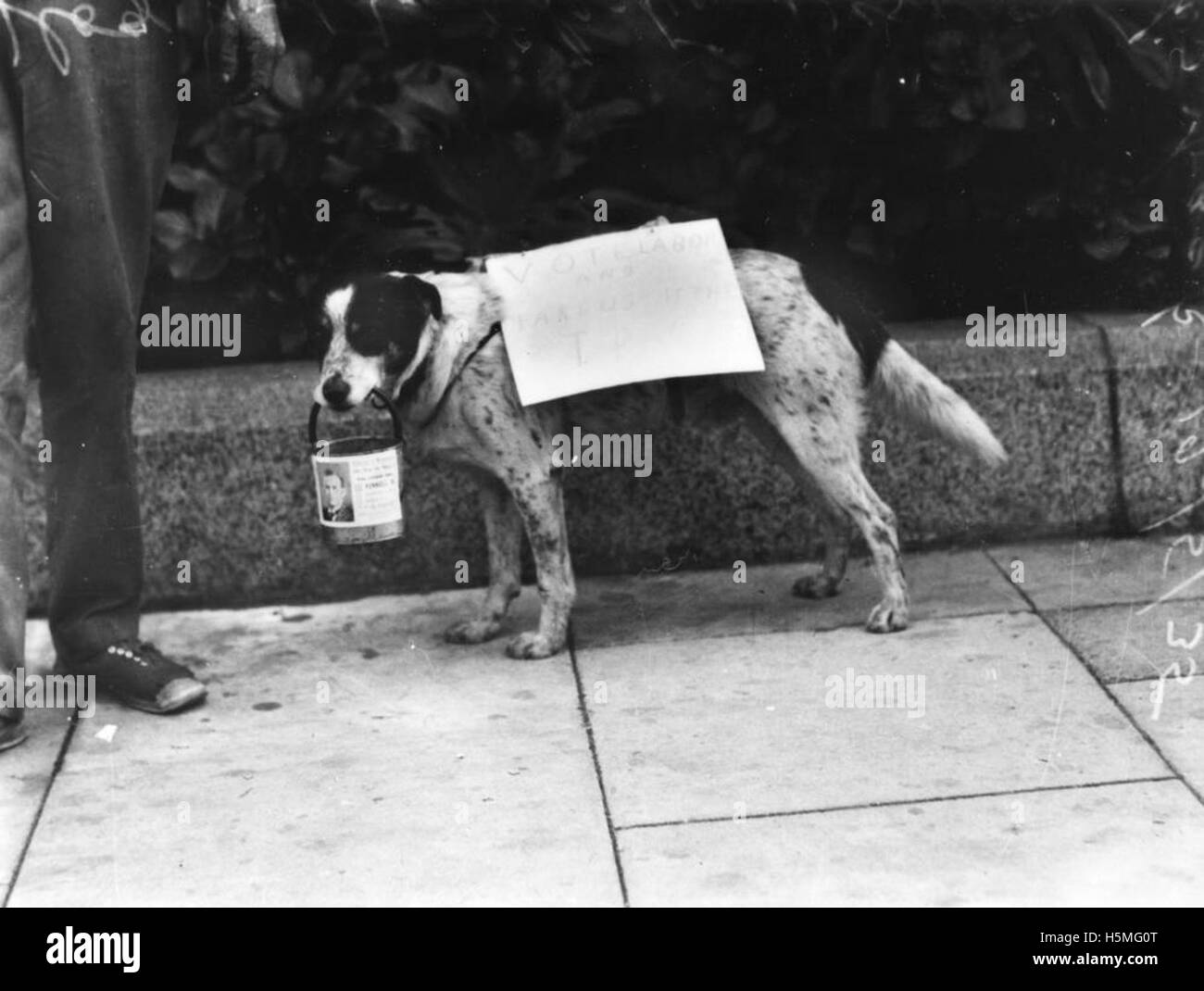 A dog is shown wearing an election sign on its back in 1935, possibly ...