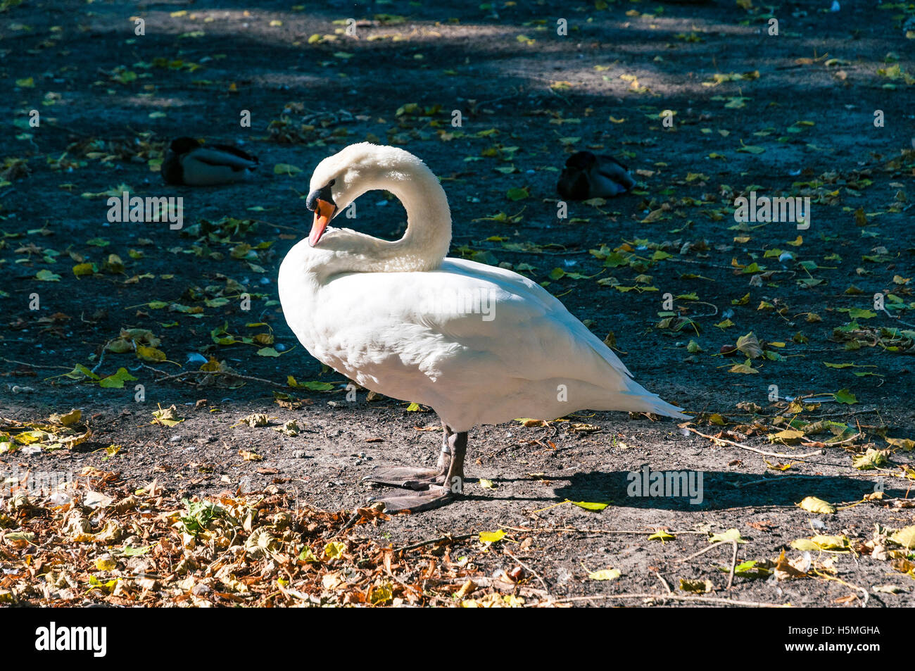 Sad swan hi-res stock photography and images - Alamy