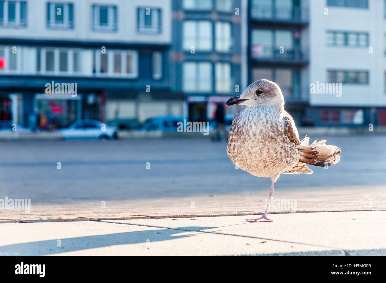 One legged creature hi-res stock photography and images - Alamy