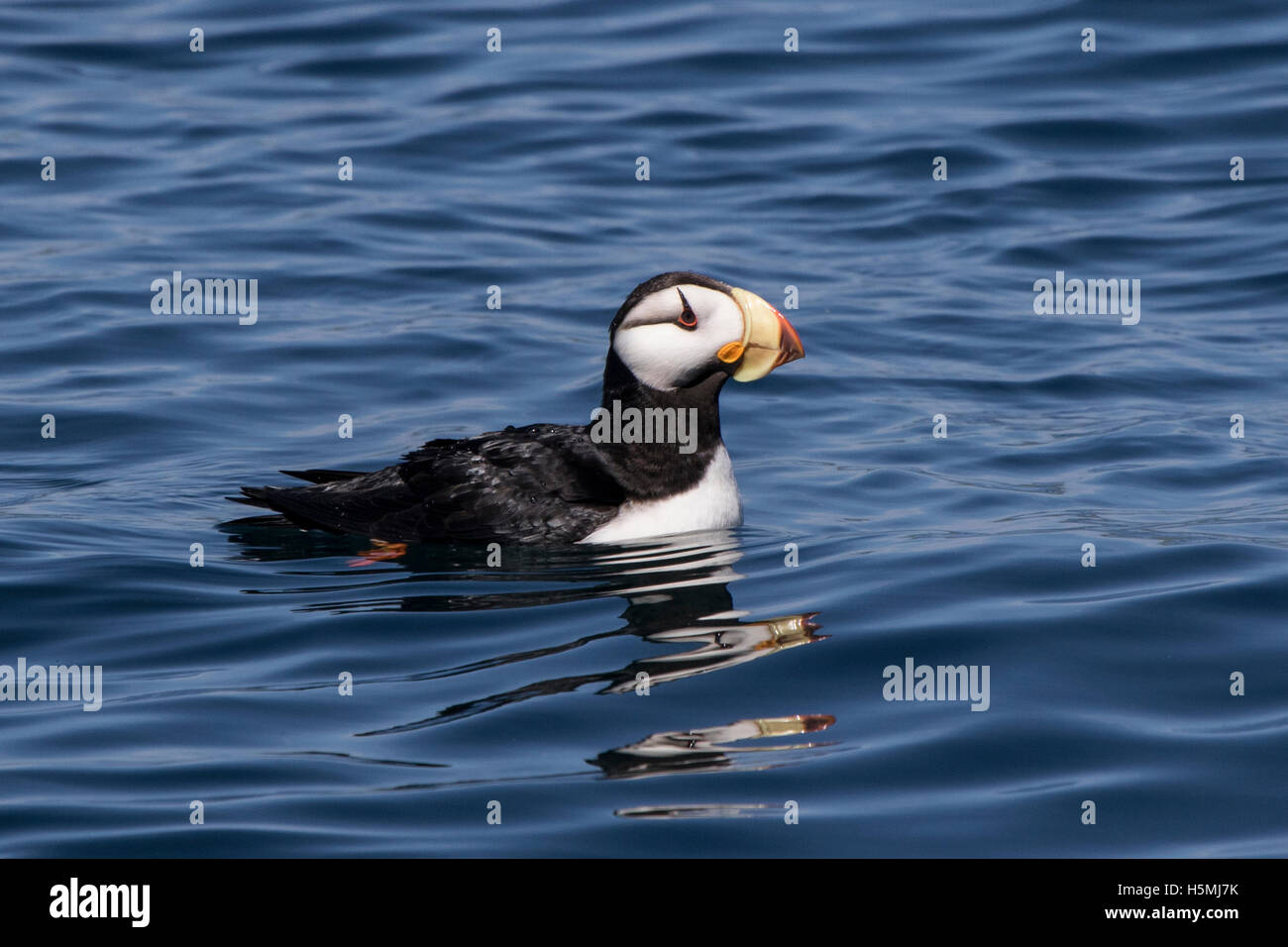 HORNED PUFFIN floating in the ocean of sunny summer day Stock Photo - Alamy