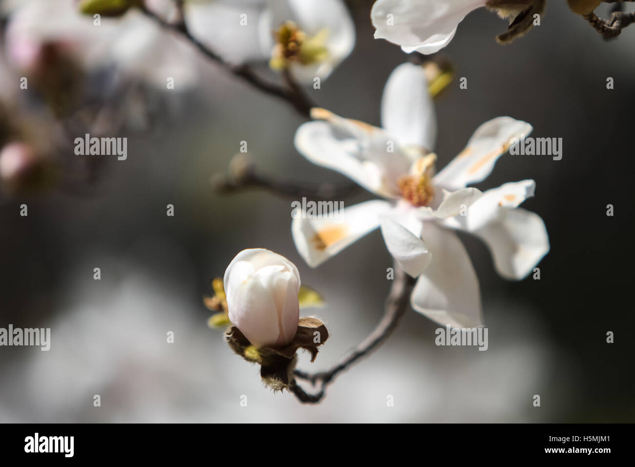 Bloom view hi-res stock photography and images - Alamy