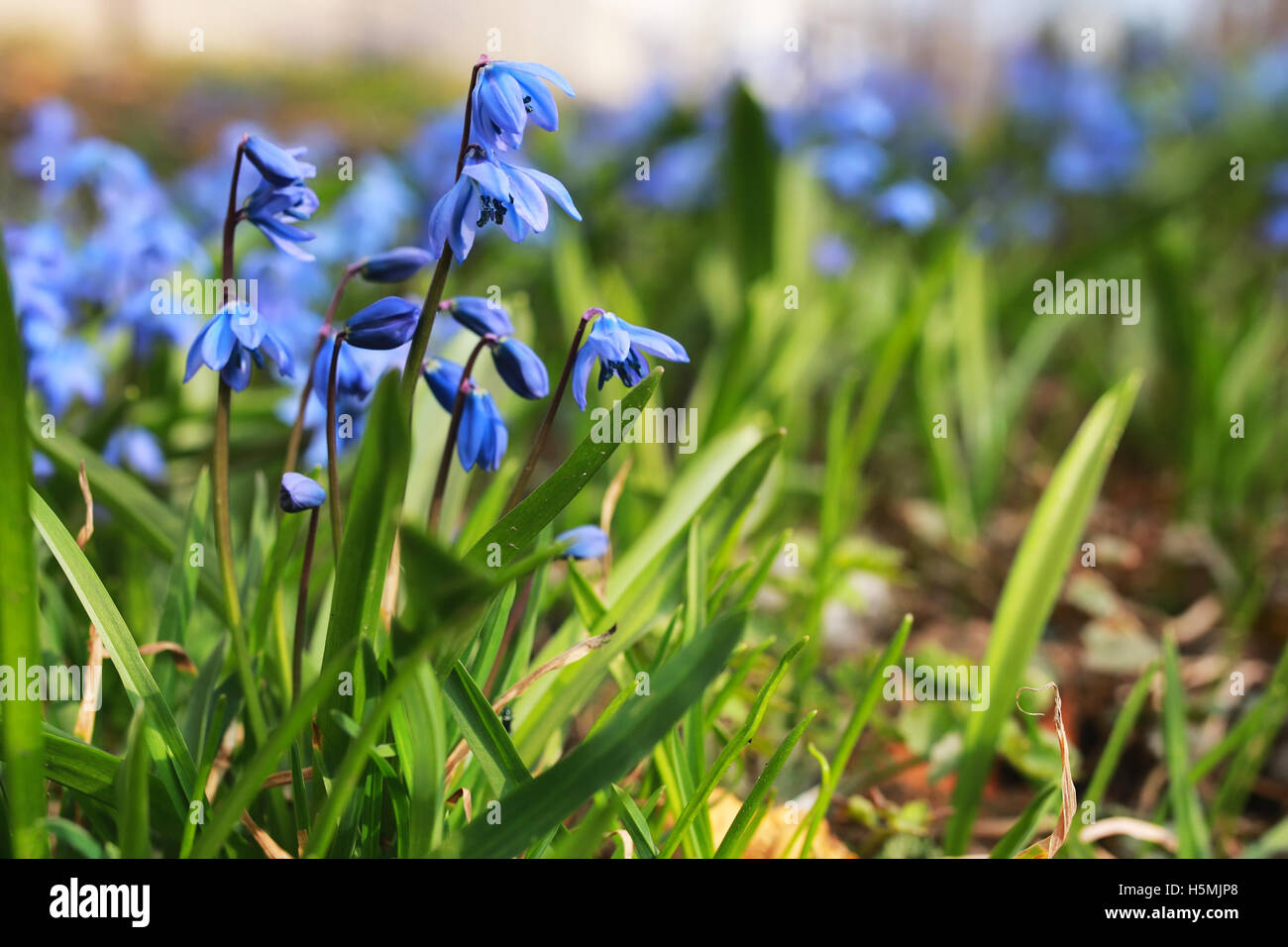 blue first flower in spring Stock Photo - Alamy