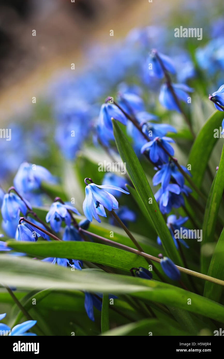 blue first flower in spring Stock Photo - Alamy