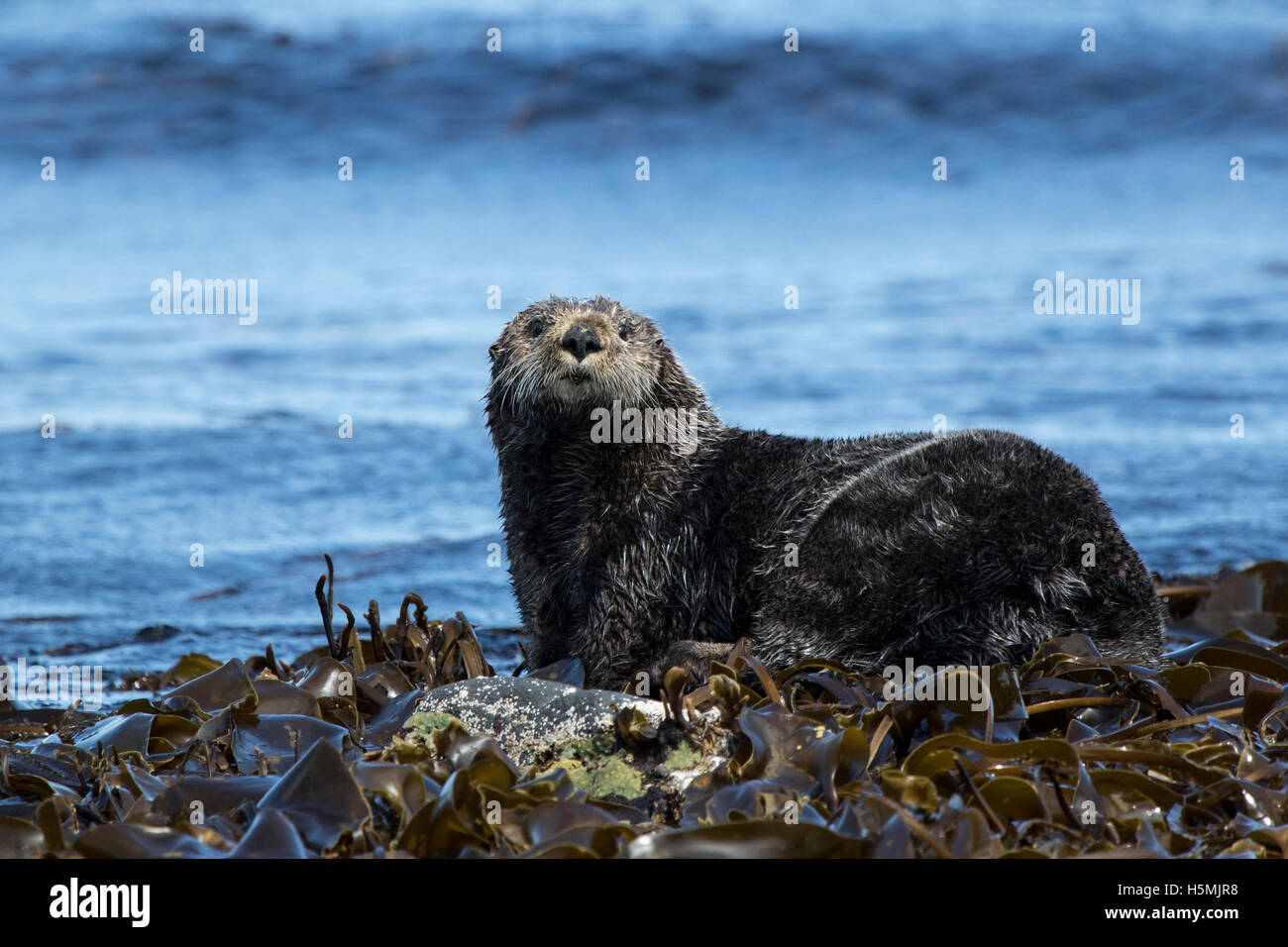 Otter sitting on rocks hi-res stock photography and images - Alamy