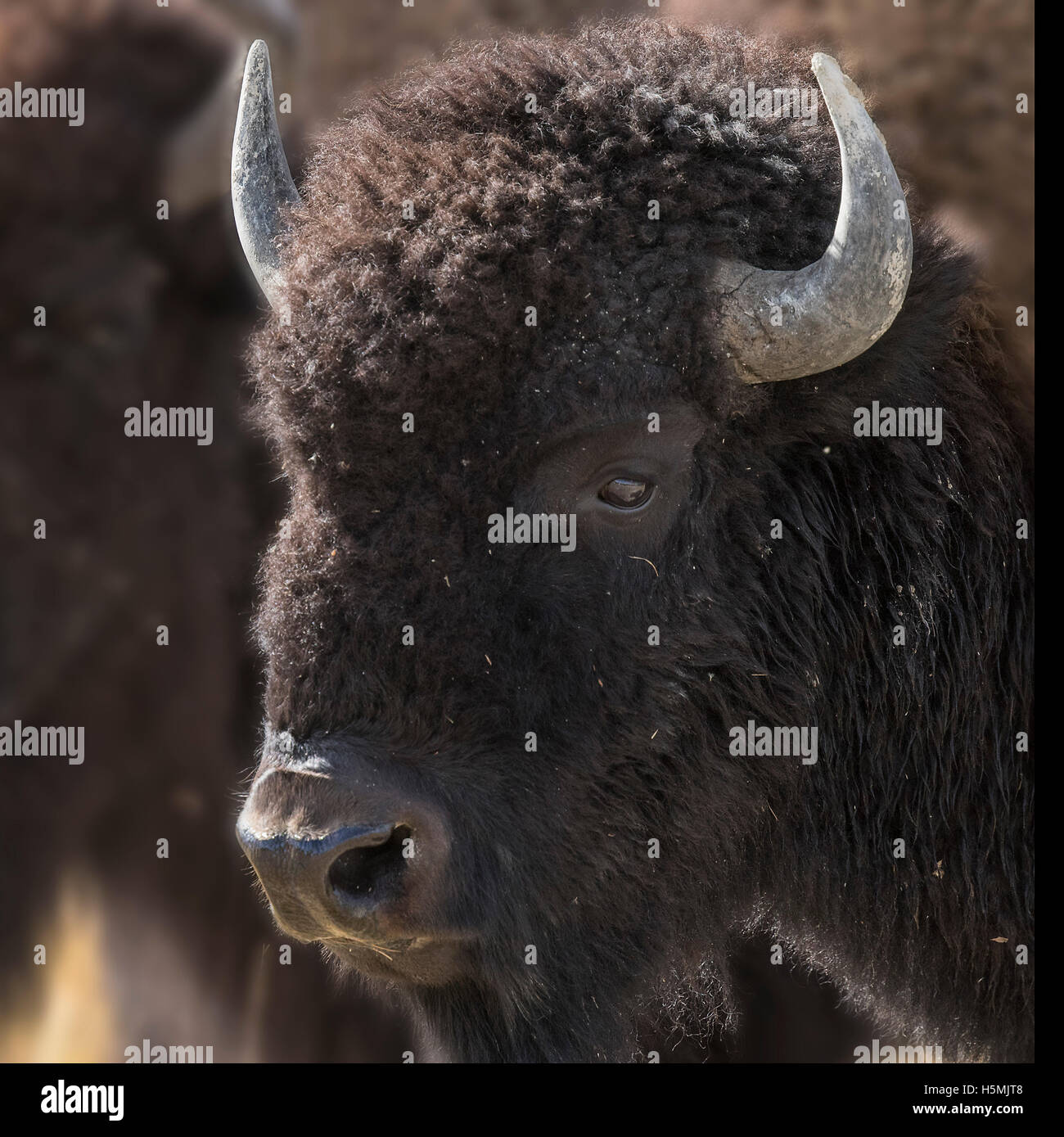 American Bison grazing and playing in a meadow in the Grand Tetons ...
