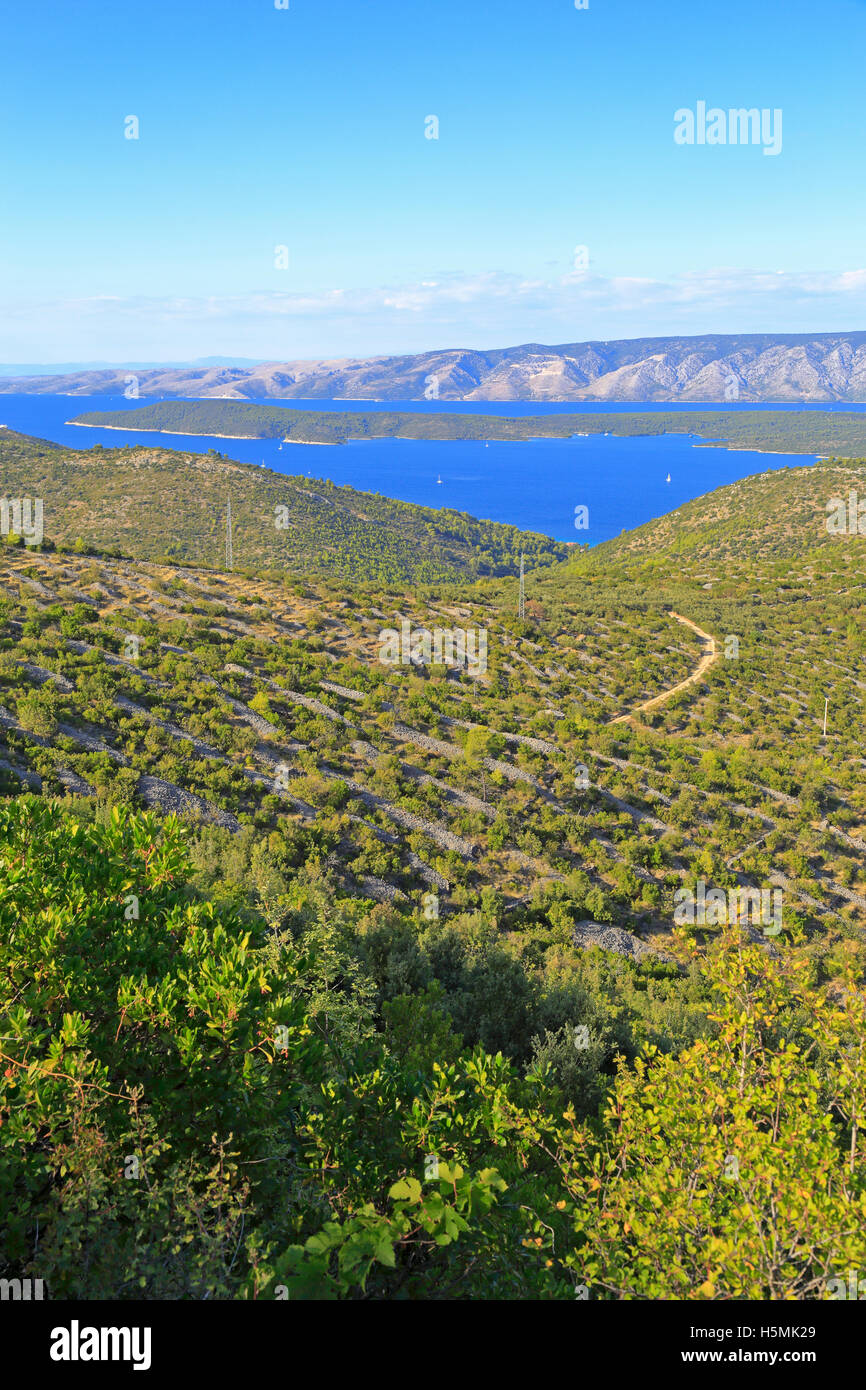 Abandoned terraced lavender fields and distant Brac Island, Selca, Hvar ...