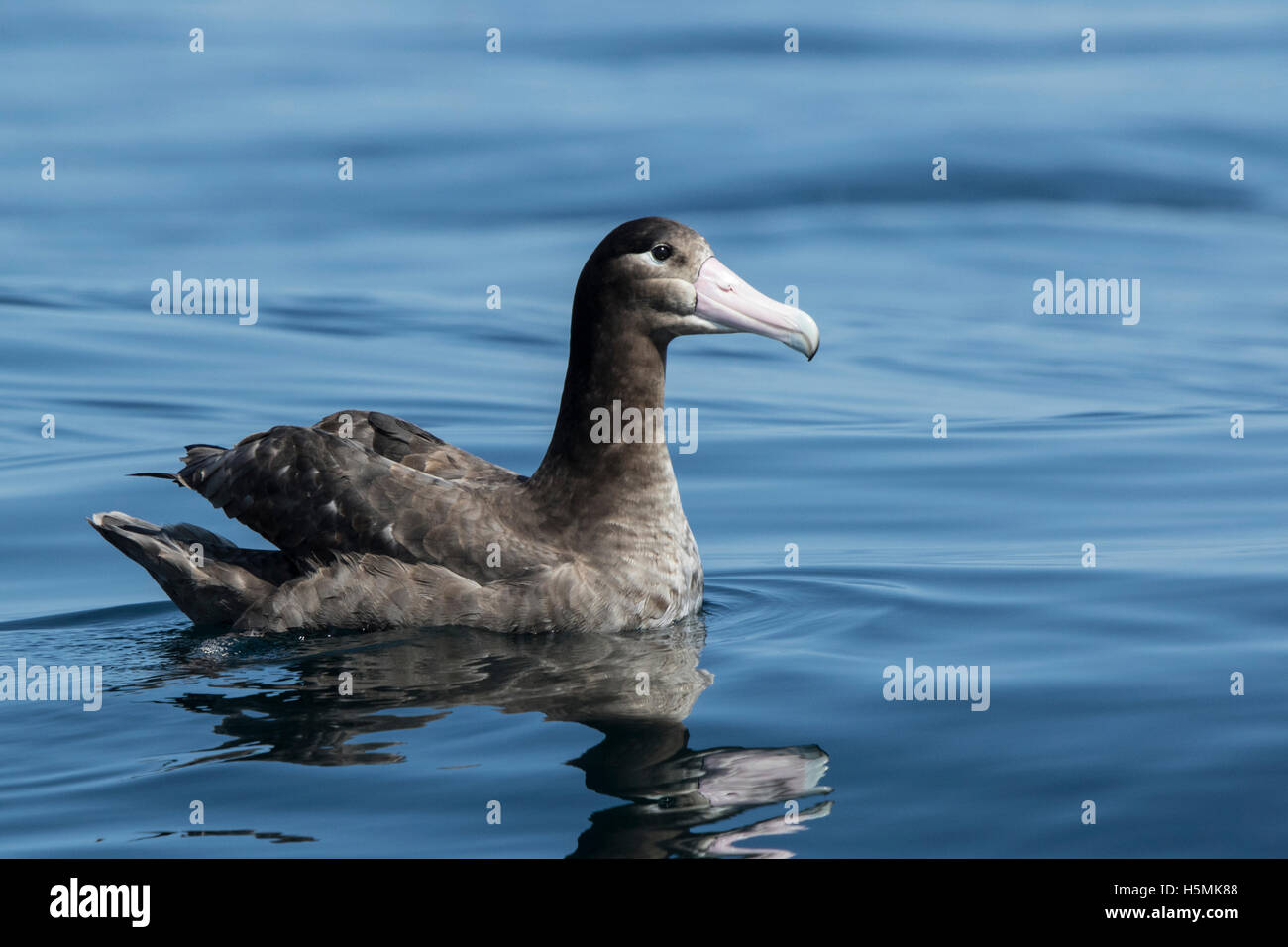 young short-tailed albatross sitting on the ocean water summer day ...