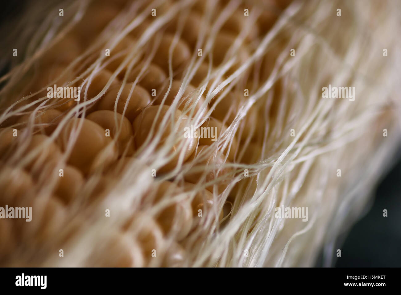 corn cob young macro Stock Photo - Alamy